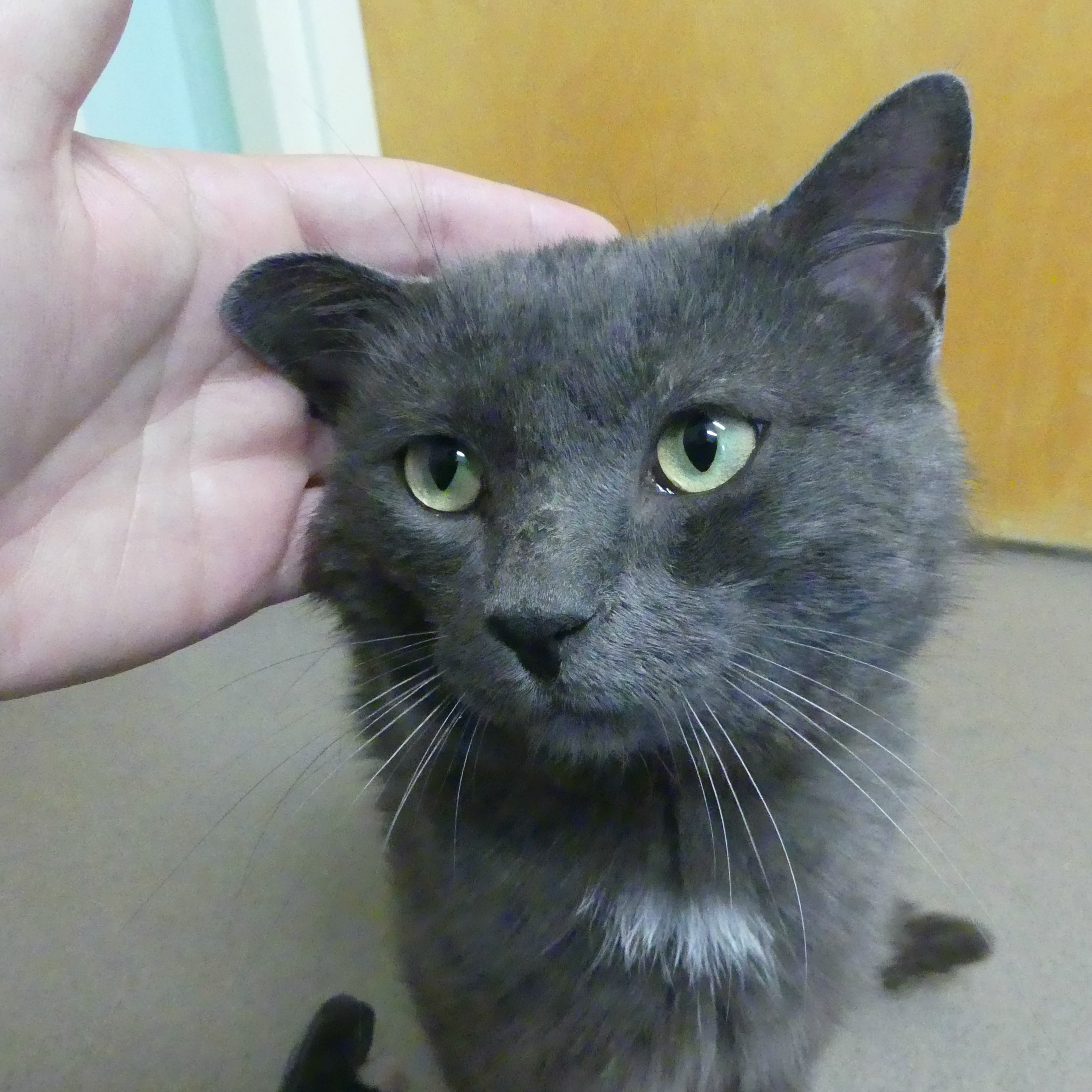 Rolo - Homeward Bound: Addison County’s Humane Society