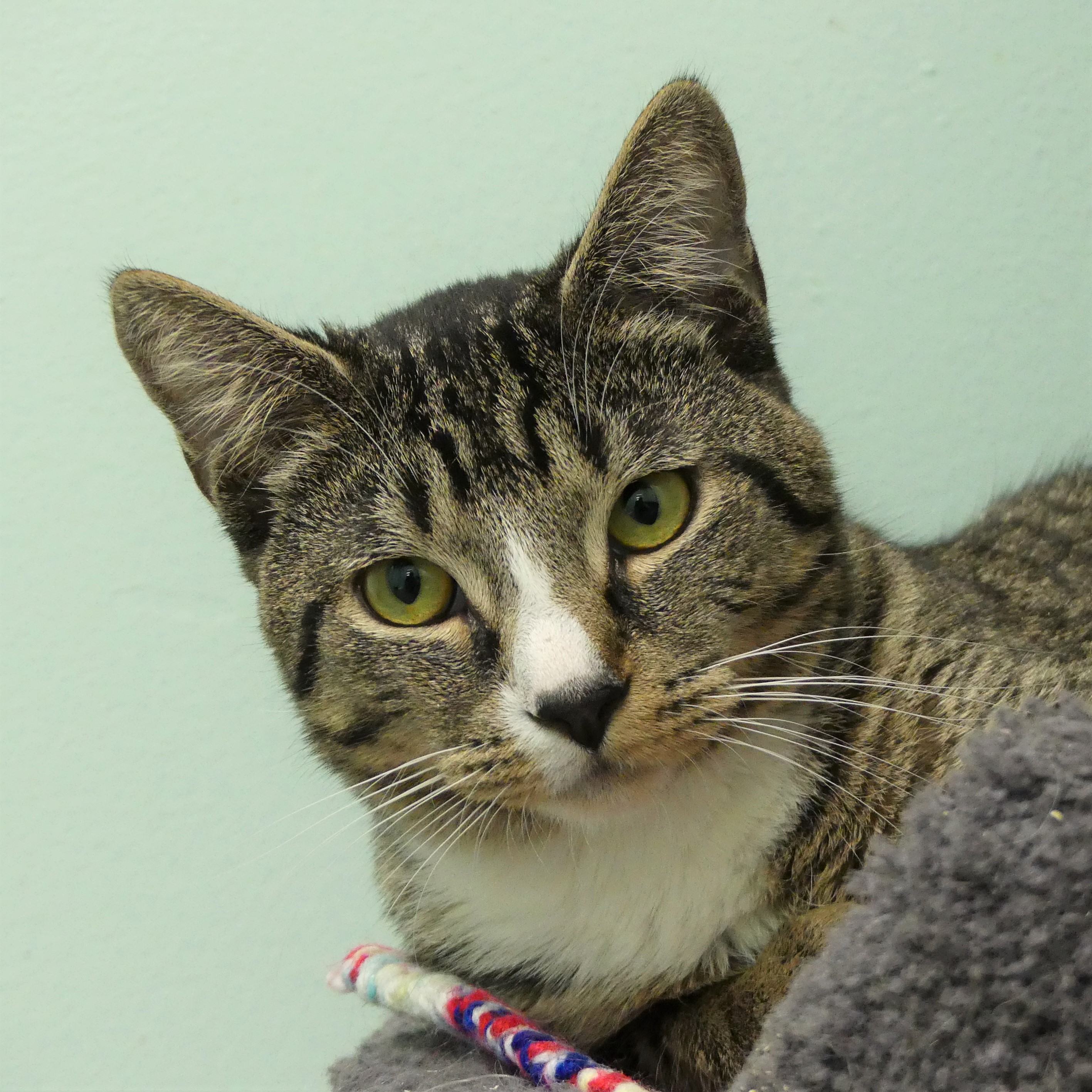 Okra - Homeward Bound: Addison County’s Humane Society