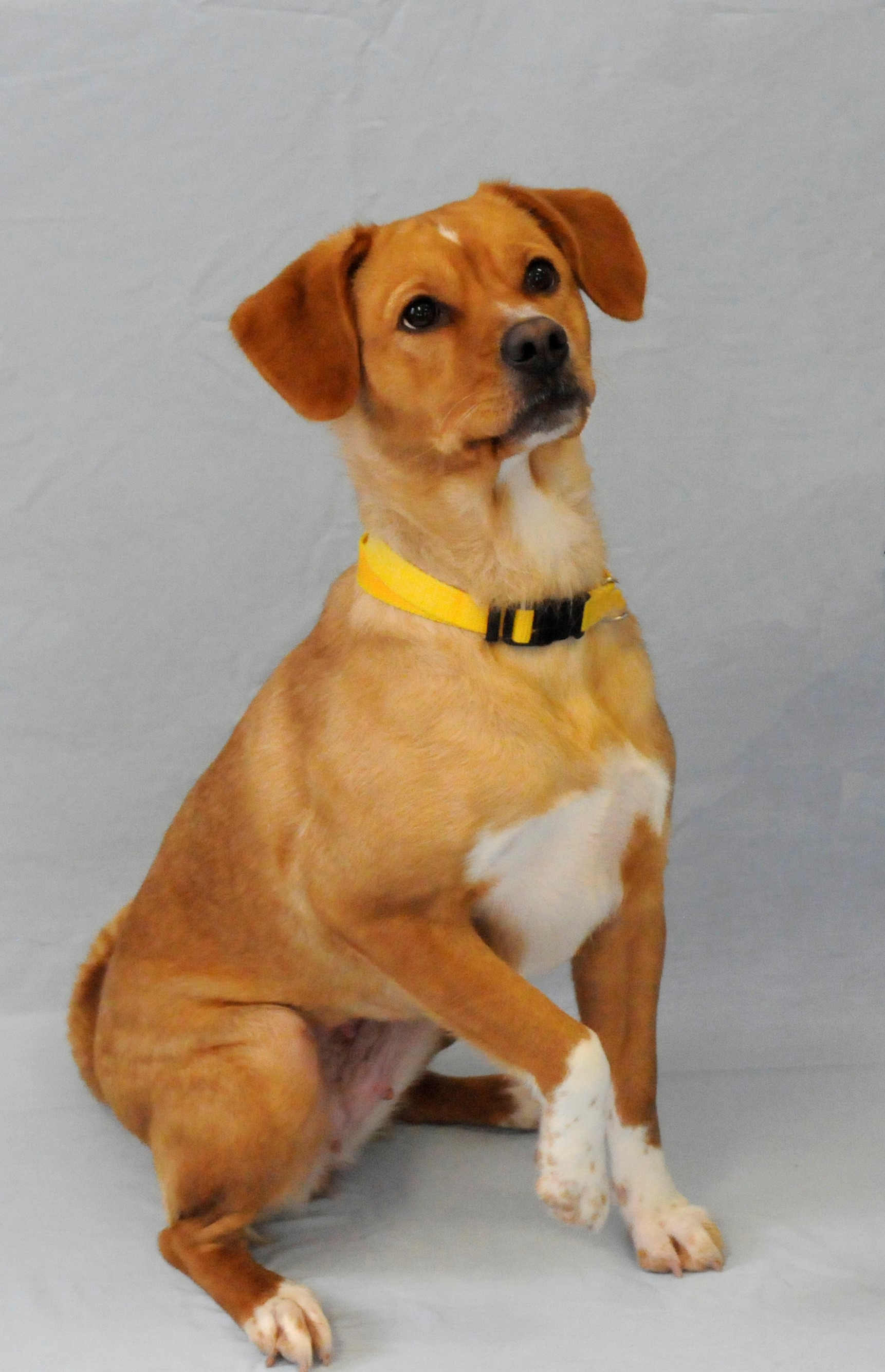 Honee - Homeward Bound: Addison County’s Humane Society