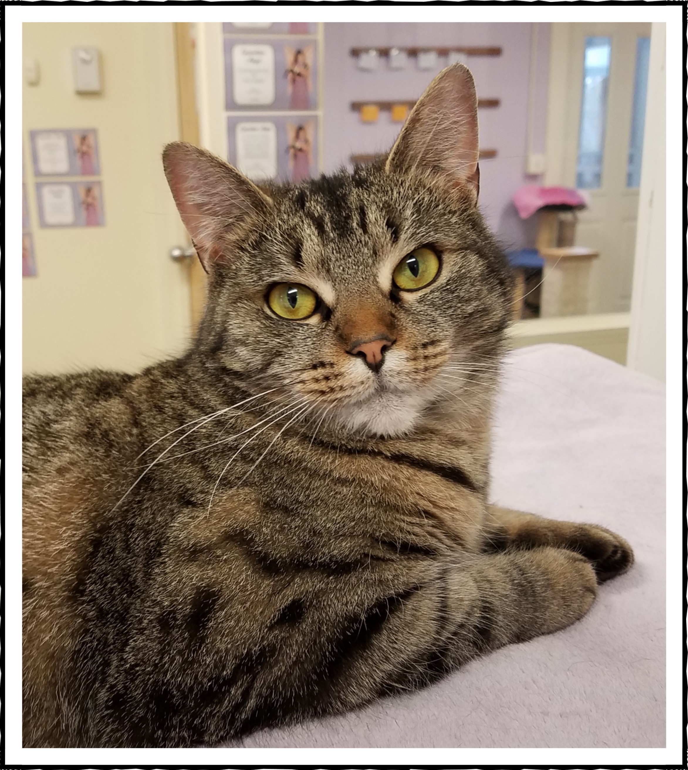 Kitty Purry - Homeward Bound: Addison County’s Humane Society