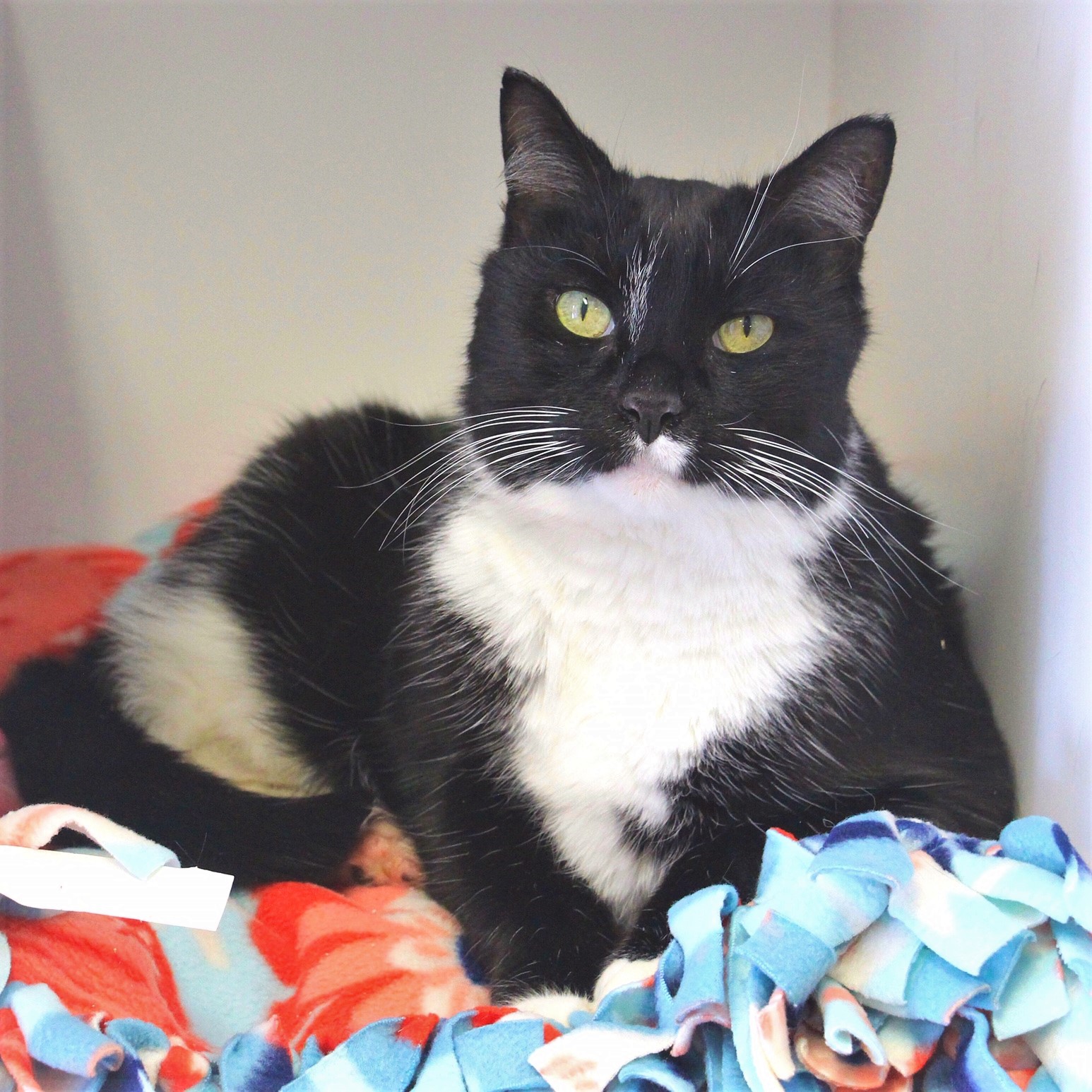 Chuck - Homeward Bound: Addison County’s Humane Society