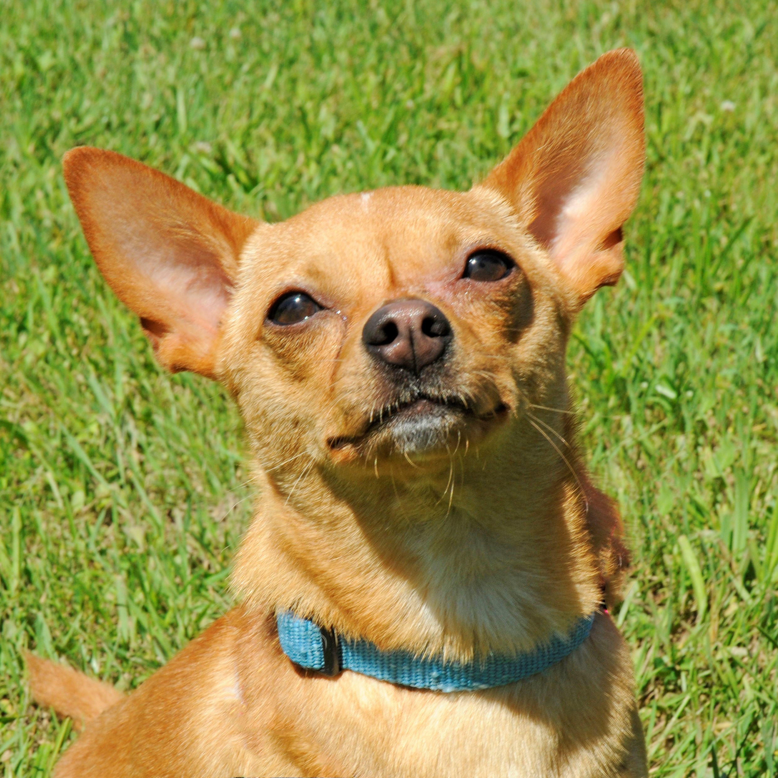 Milo - Homeward Bound: Addison County’s Humane Society