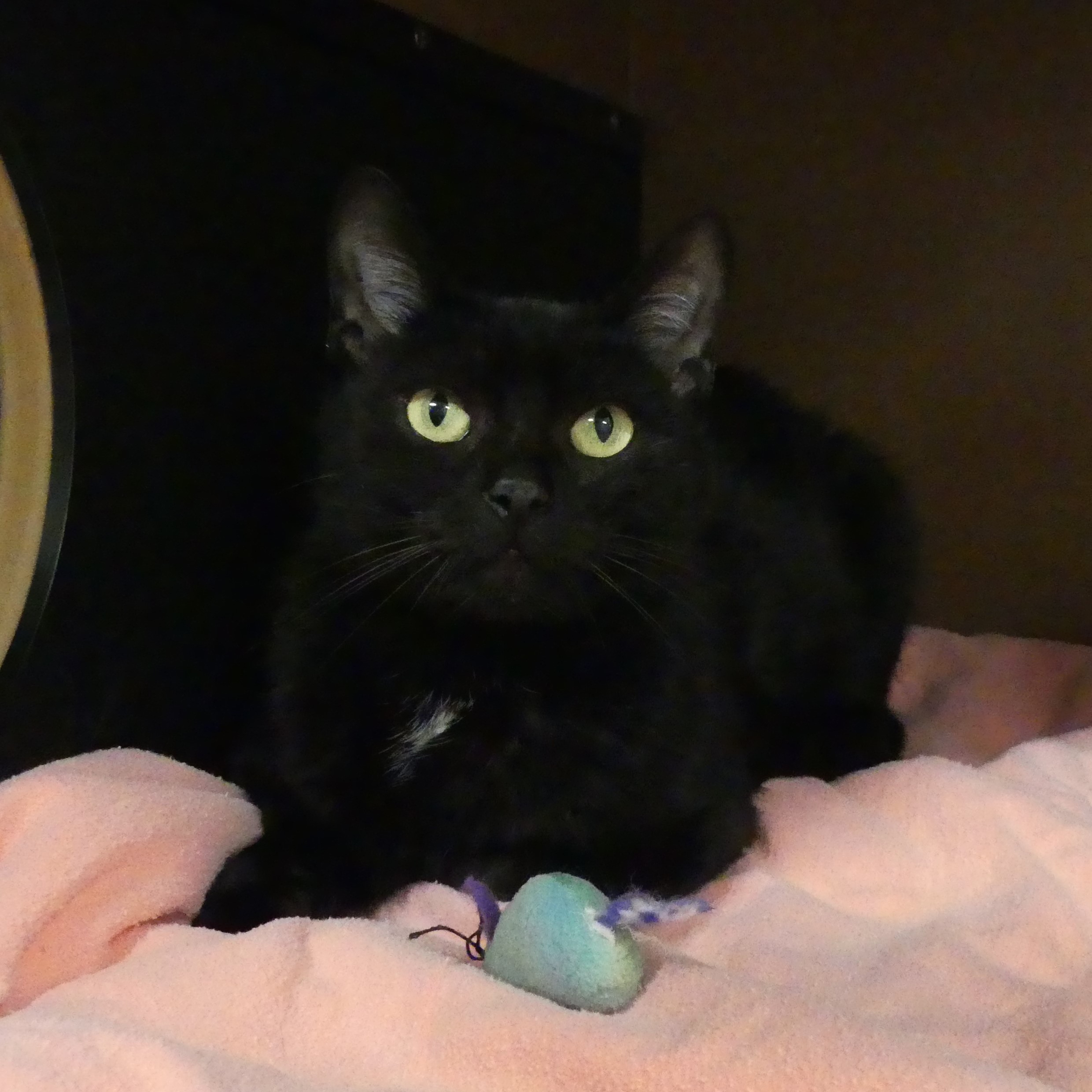 Boo Boo Kitty - Homeward Bound: Addison County’s Humane Society