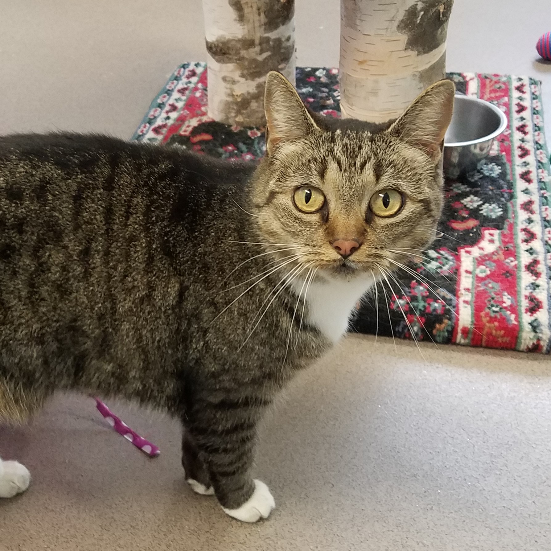 Poppy - Homeward Bound: Addison County’s Humane Society