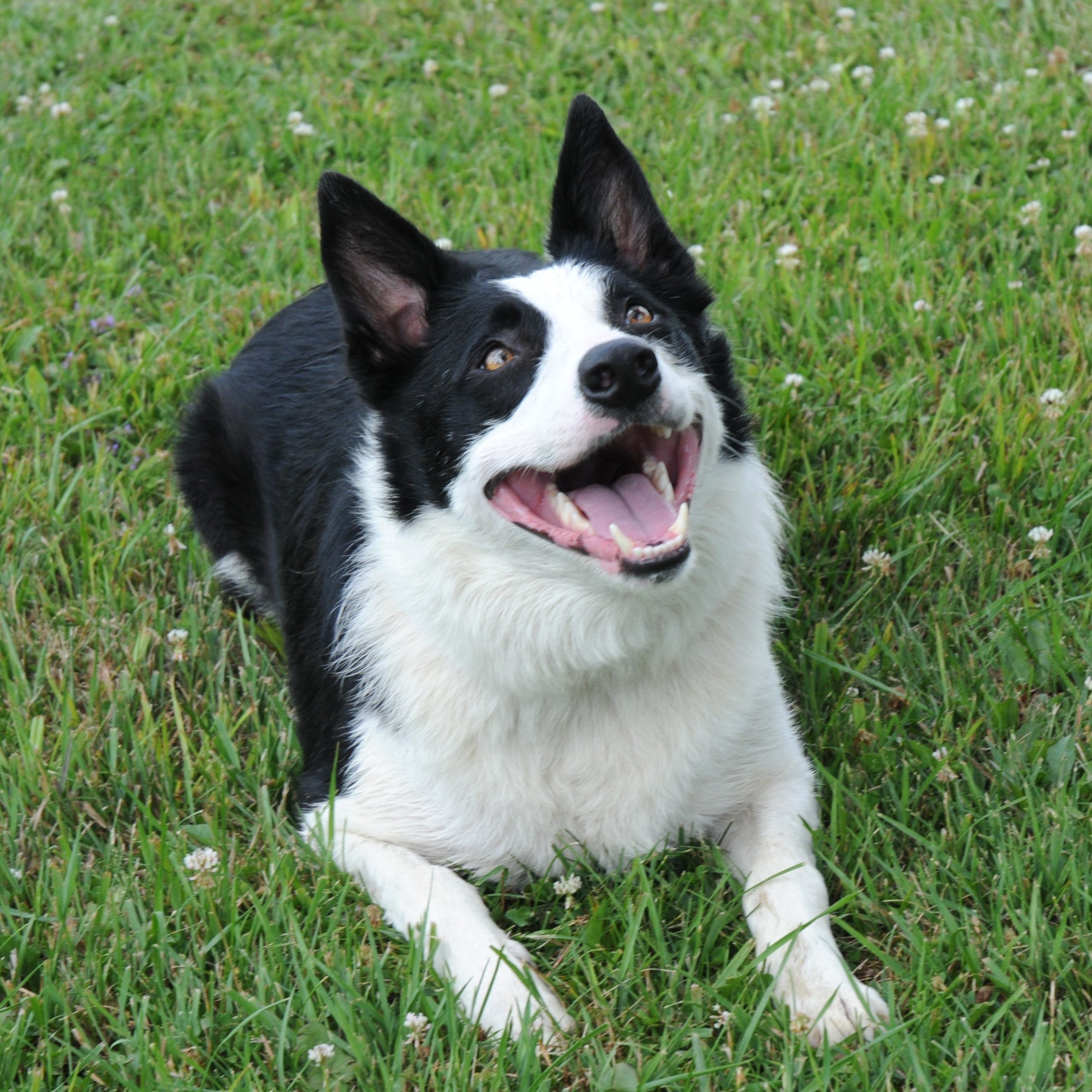 Pep - Homeward Bound: Addison County’s Humane Society