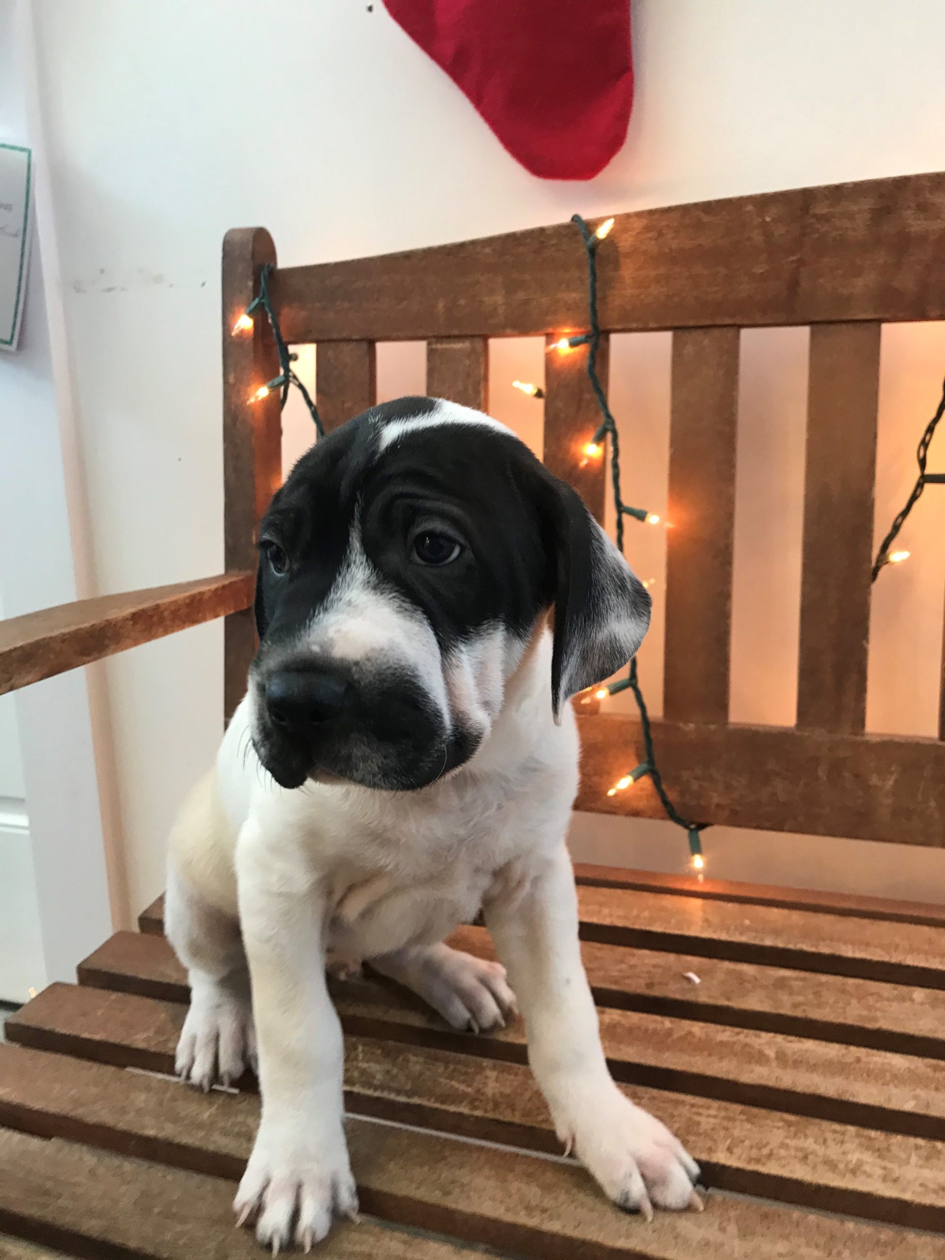 Bowser - Homeward Bound: Addison County’s Humane Society