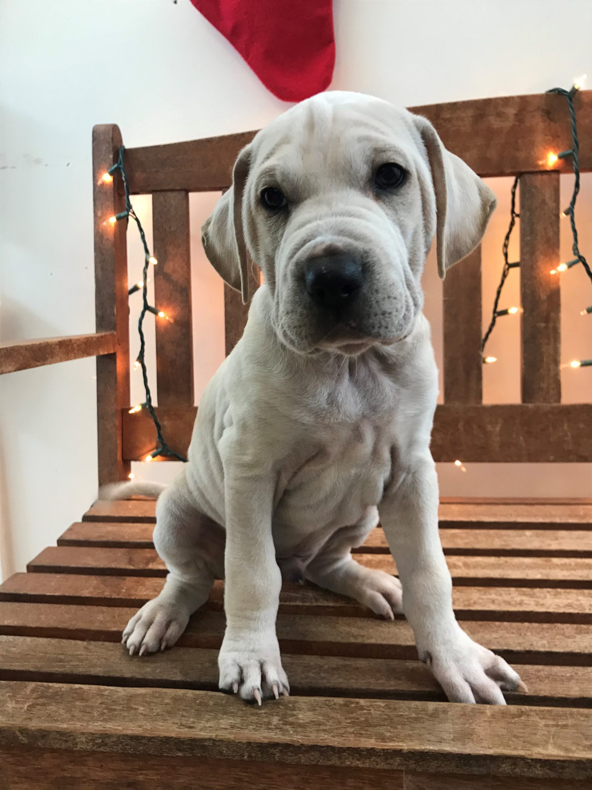 Mario - Homeward Bound: Addison County’s Humane Society
