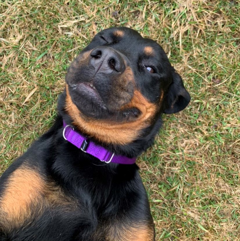 Dogs Archives - Homeward Bound: Addison County’s Humane Society