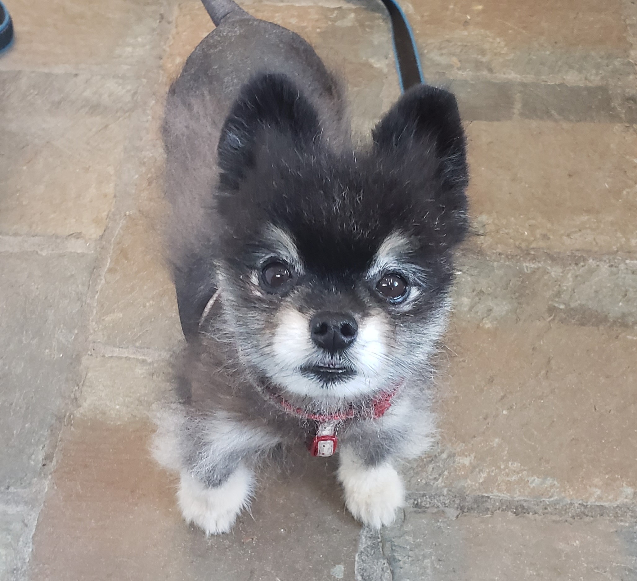 Billy Bob - Homeward Bound: Addison County’s Humane Society