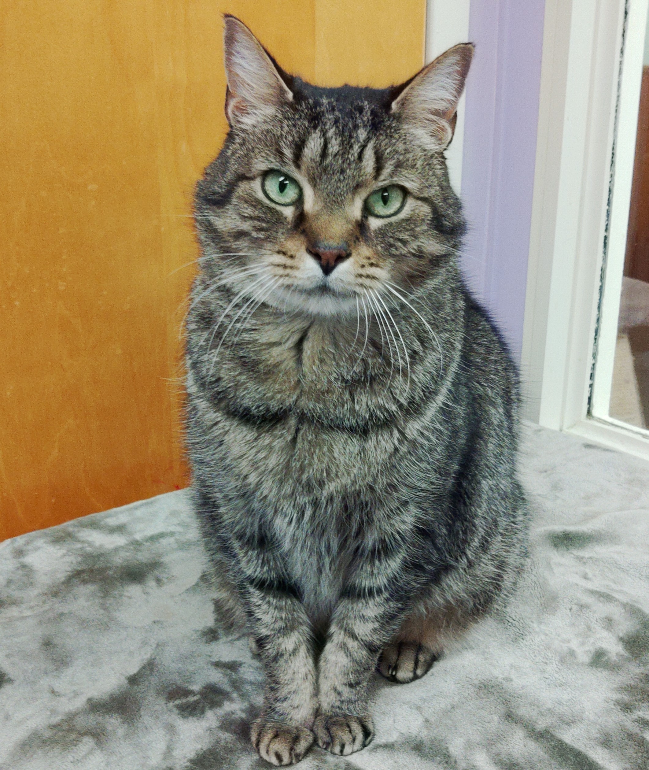 Checkers - Homeward Bound: Addison County’s Humane Society