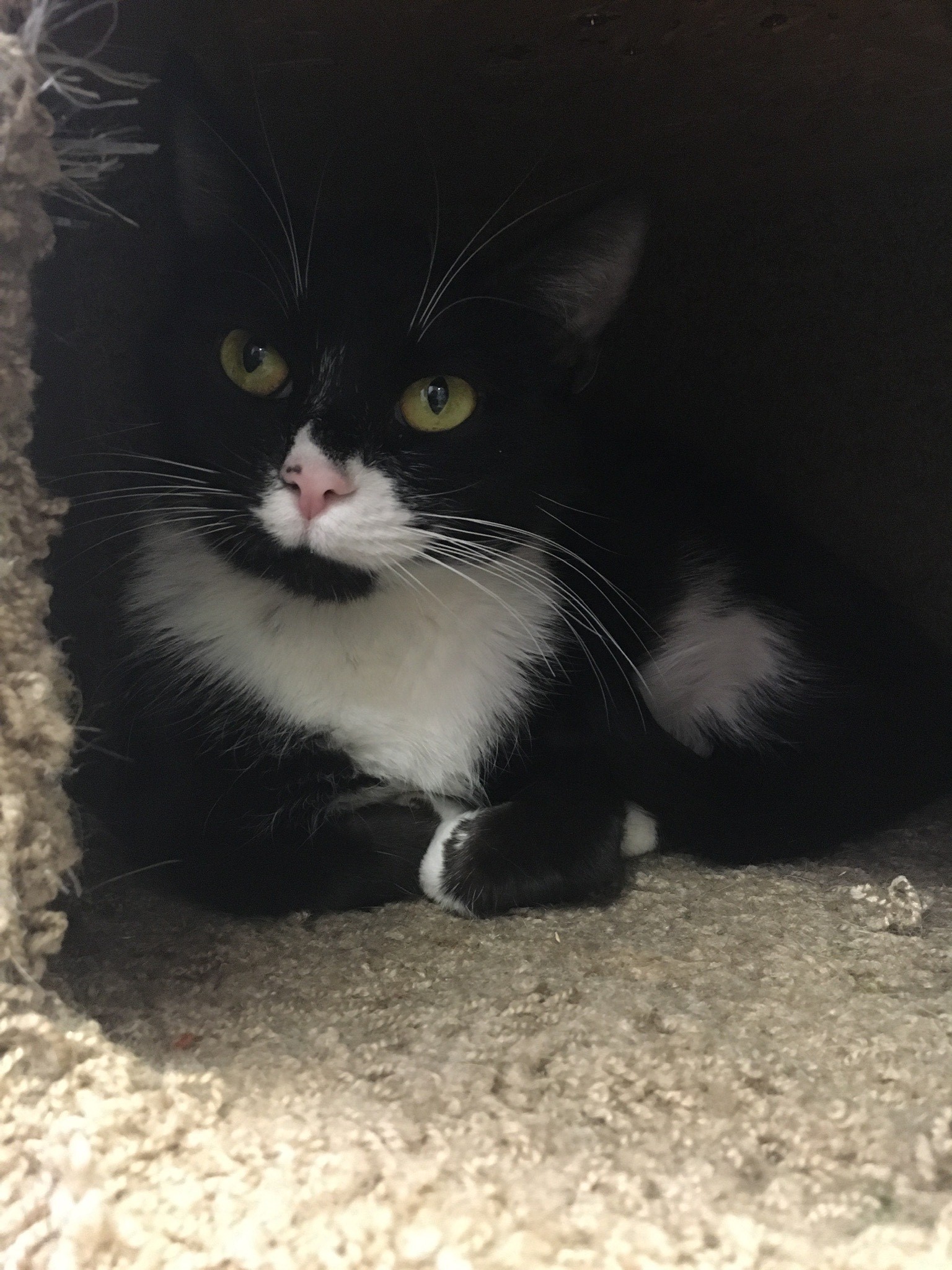 Finn - Homeward Bound: Addison County’s Humane Society