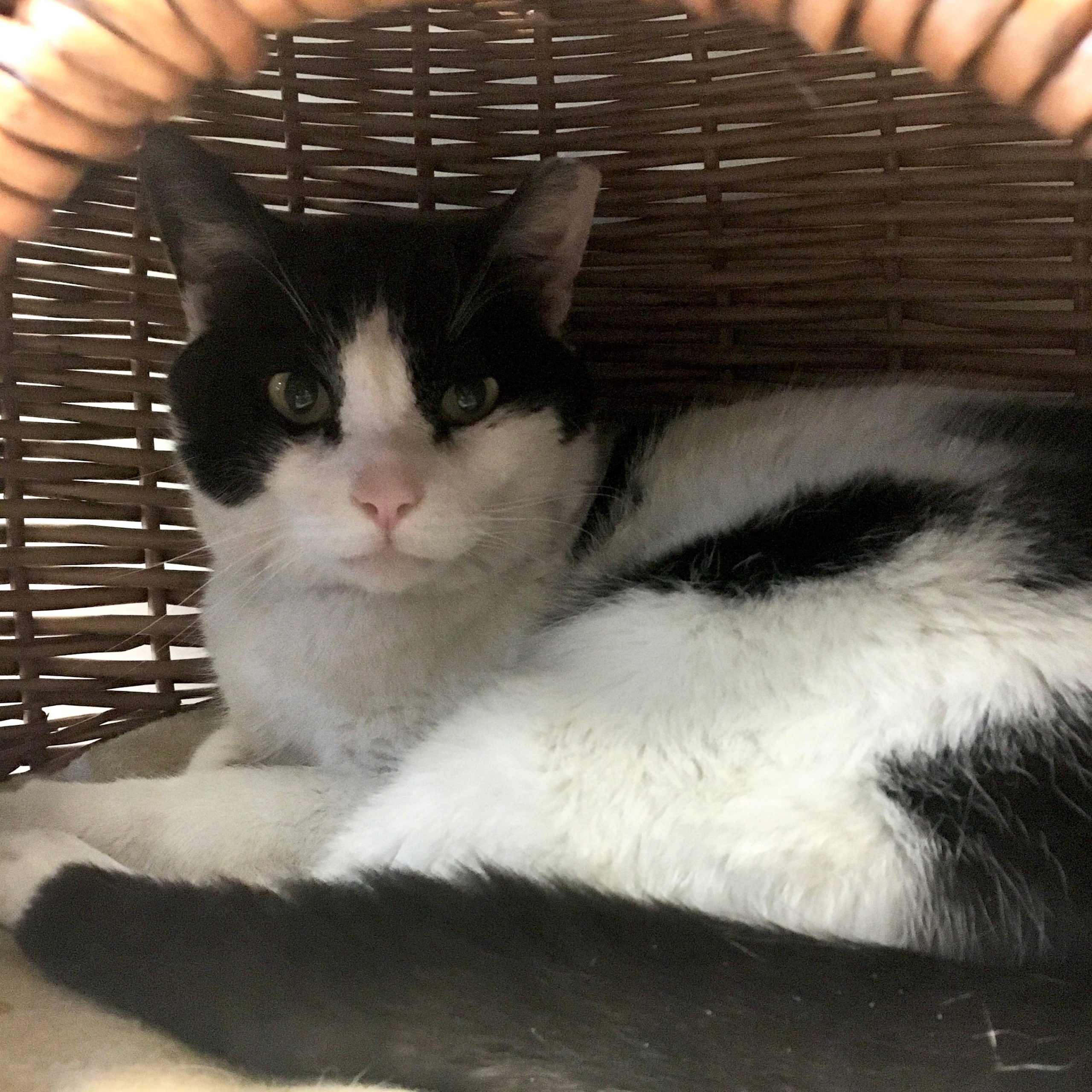 Hefty - Homeward Bound: Addison County’s Humane Society