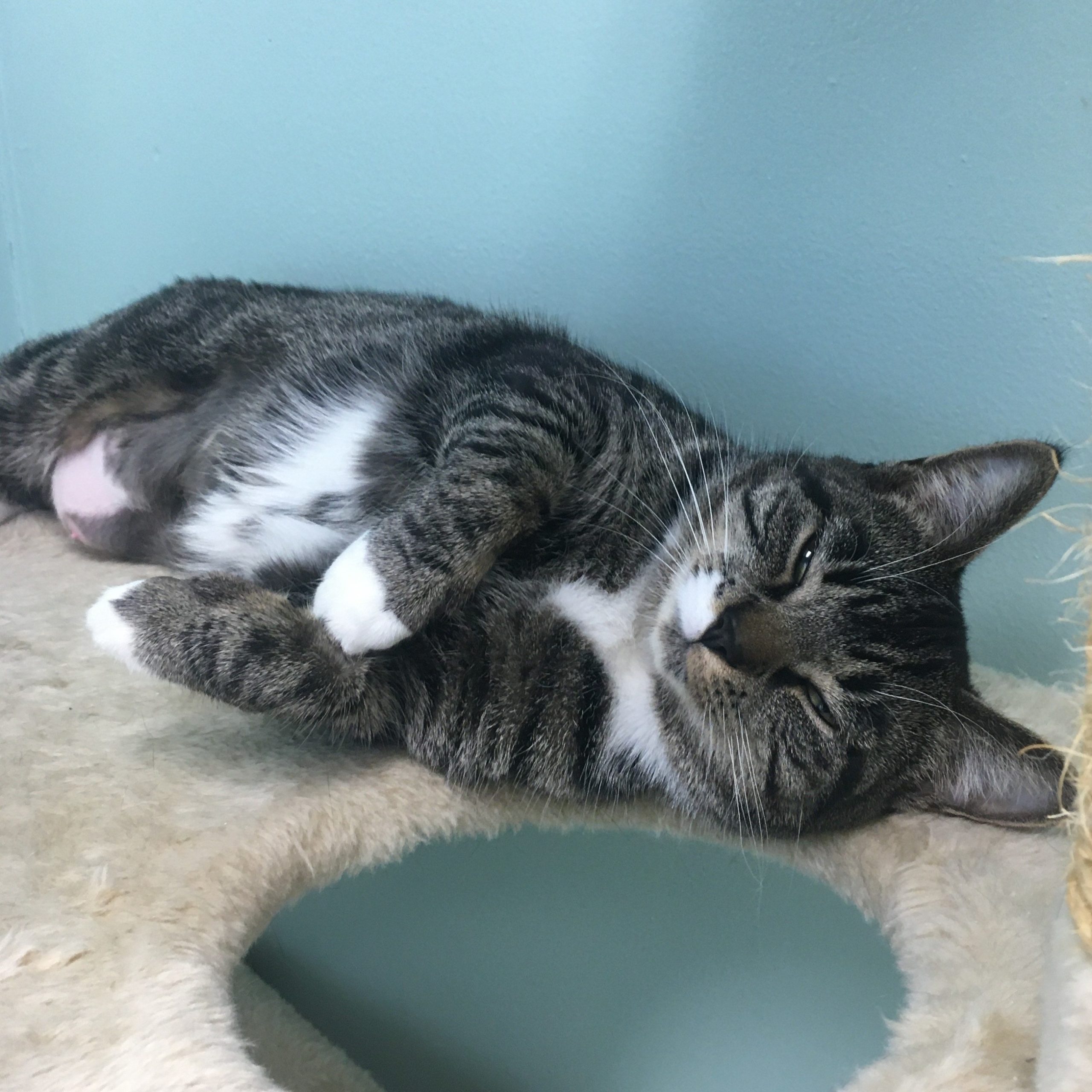 Poppy and Chia - Homeward Bound: Addison County’s Humane Society