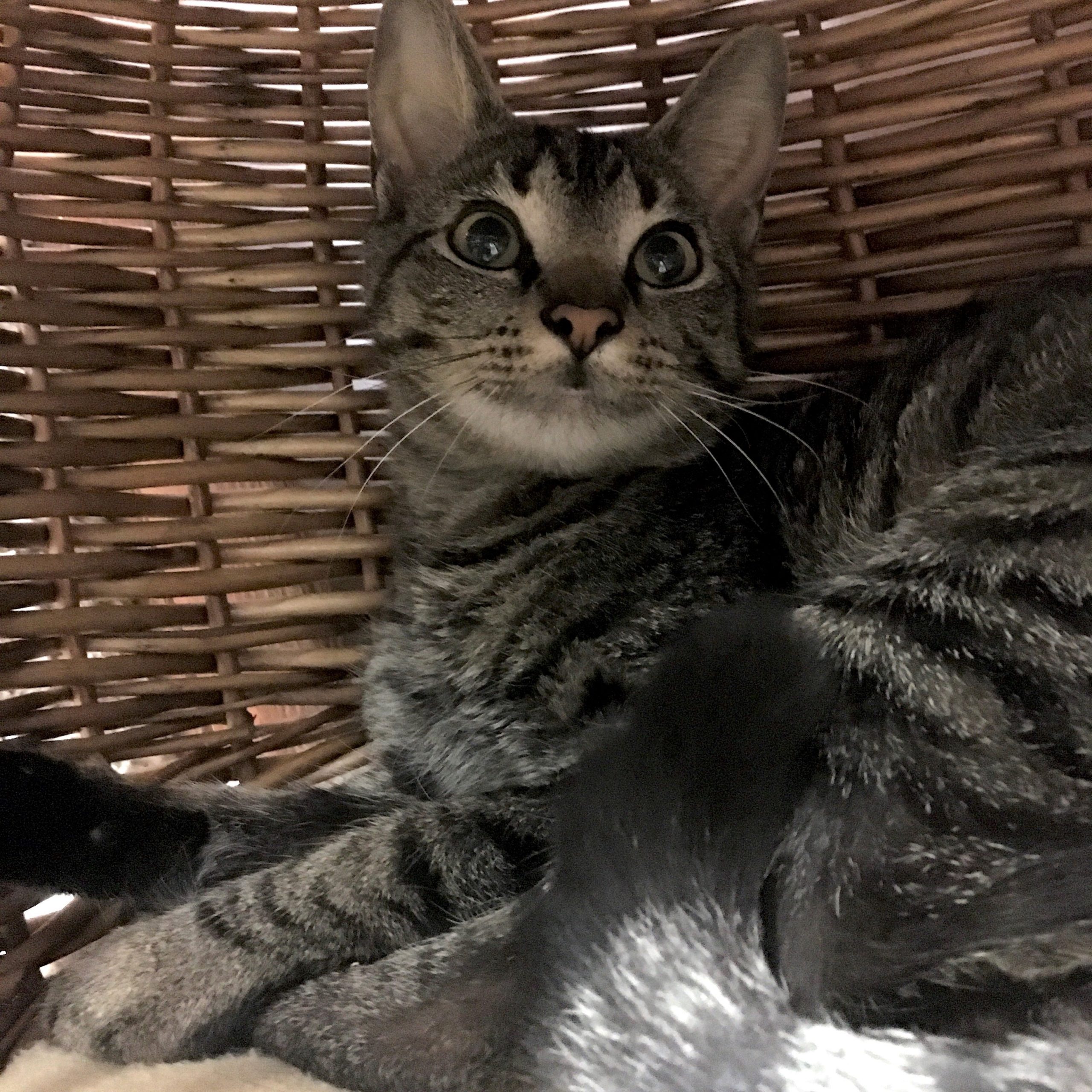 Darlene - Homeward Bound: Addison County’s Humane Society