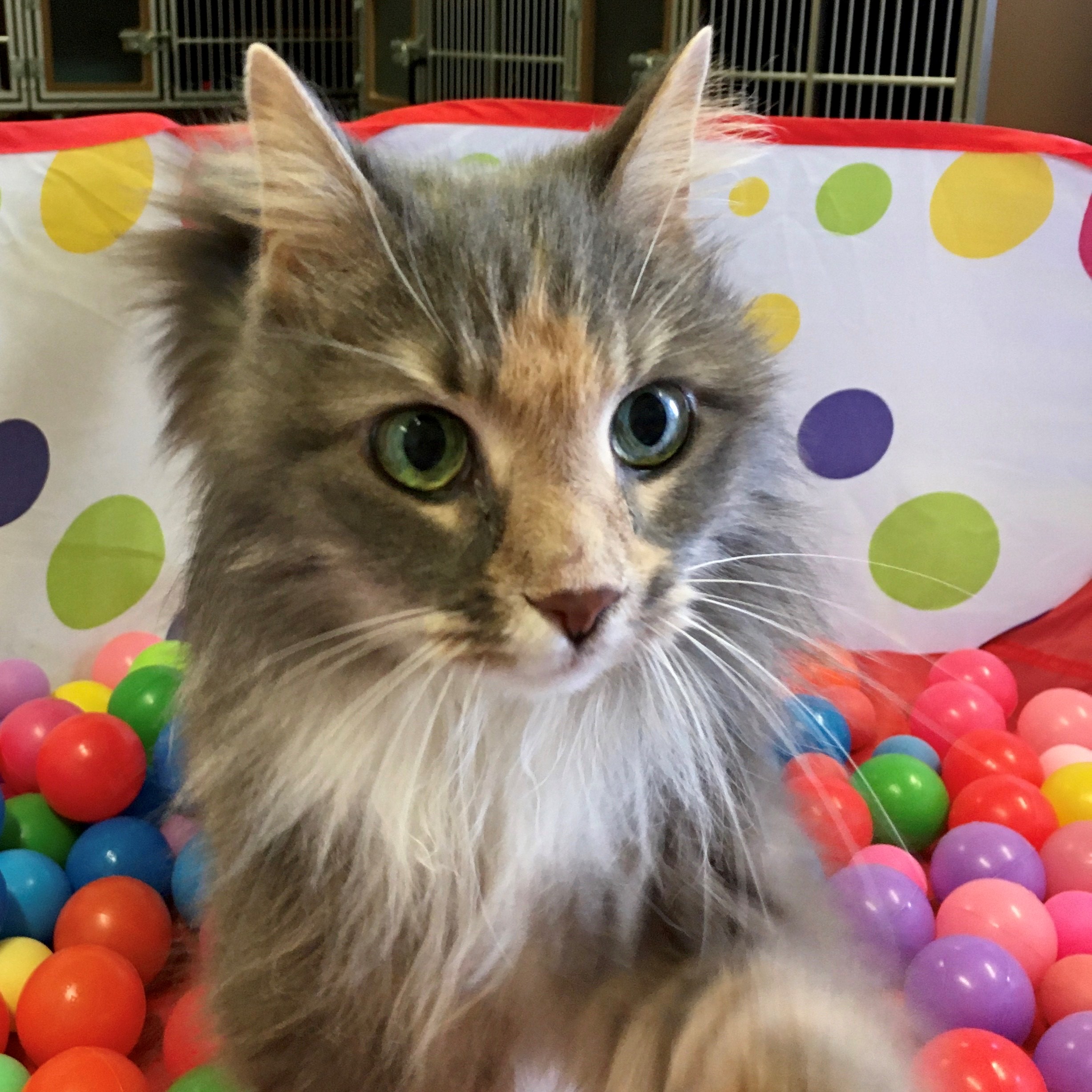 Dolly - Homeward Bound: Addison County’s Humane Society