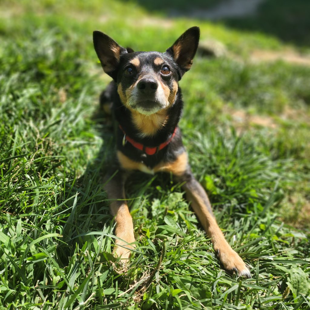 Dogs Archives - Homeward Bound: Addison County’s Humane Society