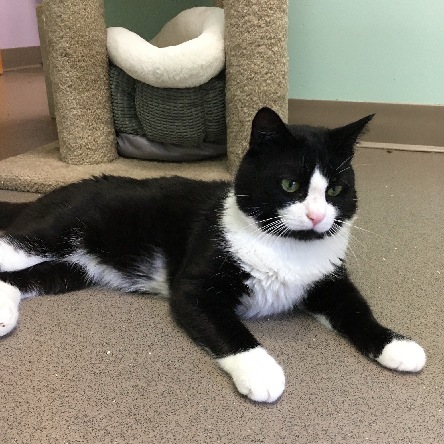 Cats Archives - Homeward Bound: Addison County’s Humane Society