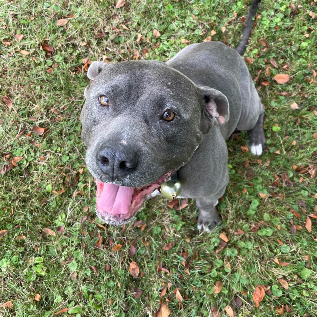 Mick - Homeward Bound: Addison County’s Humane Society