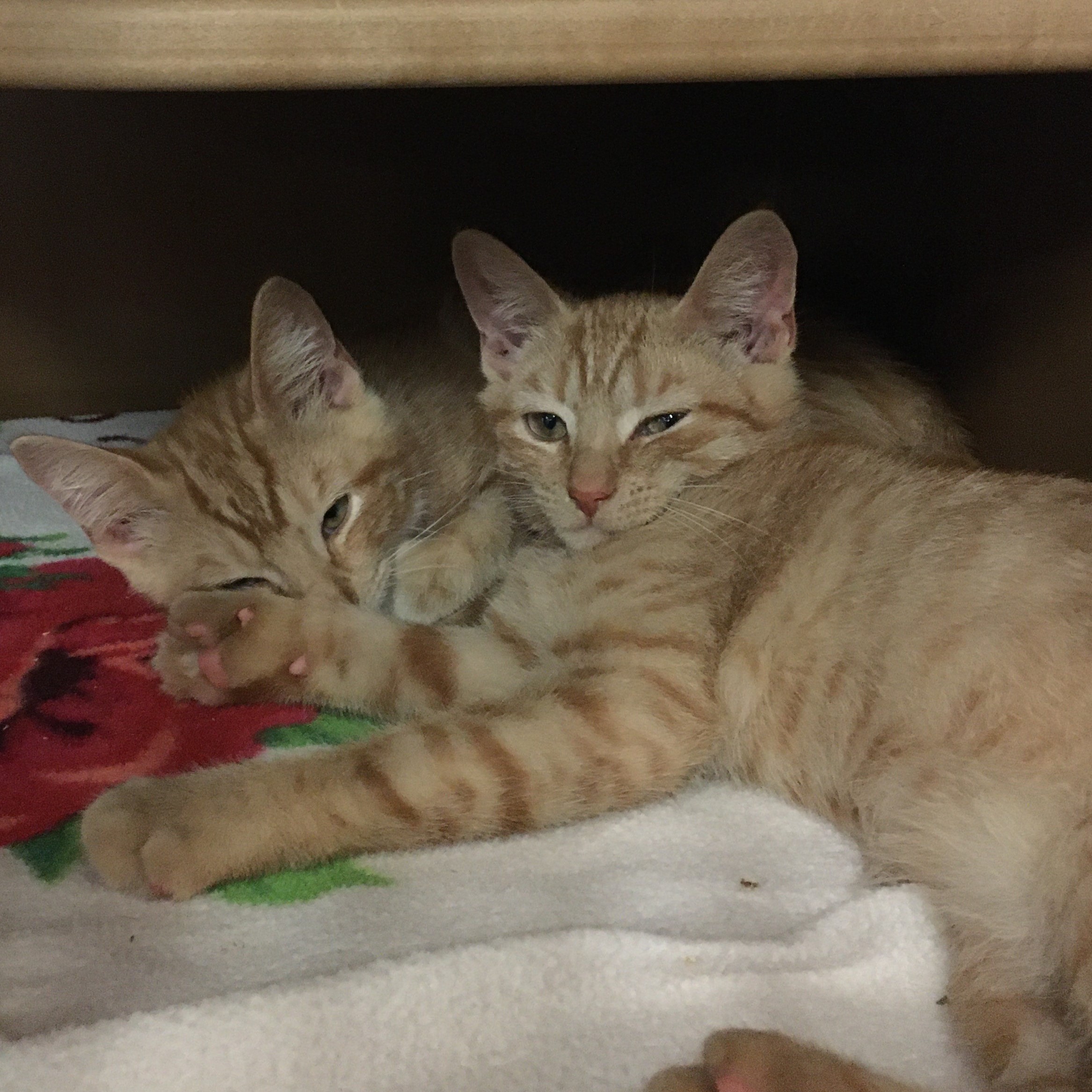 Ragu and Broth - Homeward Bound: Addison County’s Humane Society