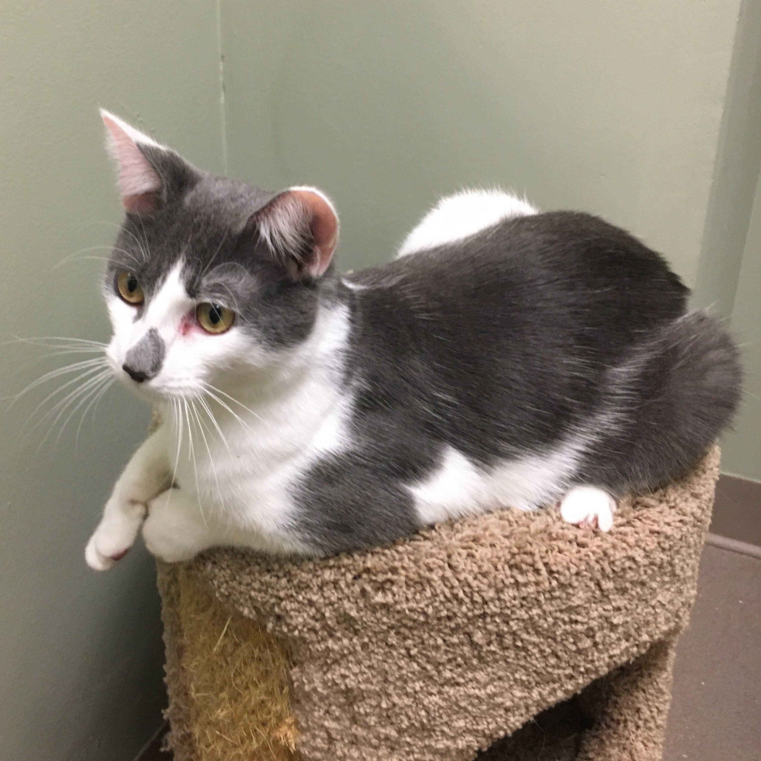 Statey - Homeward Bound: Addison County’s Humane Society