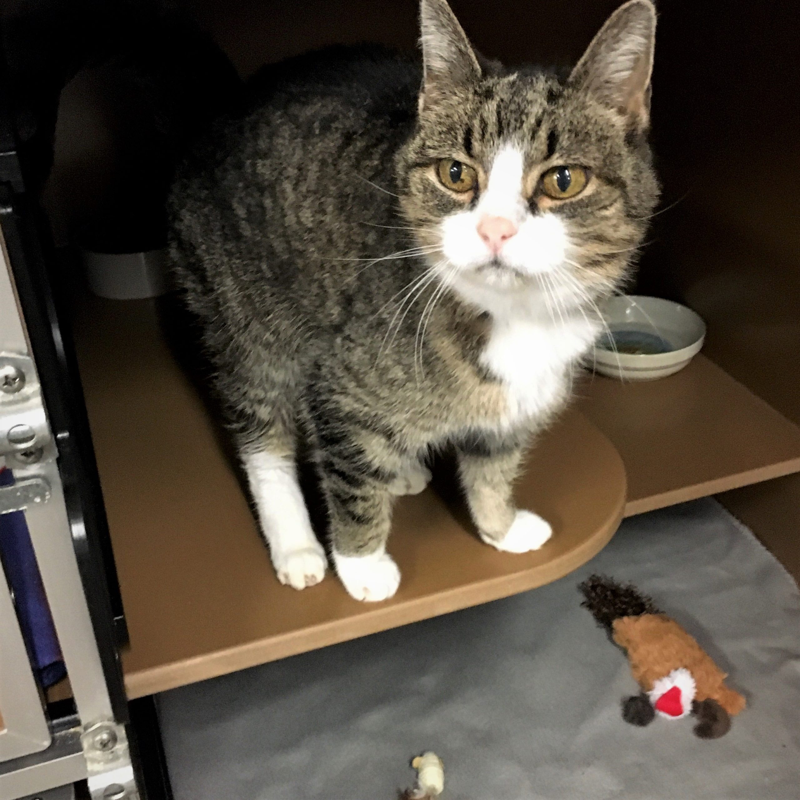 Mouse - Homeward Bound: Addison County’s Humane Society