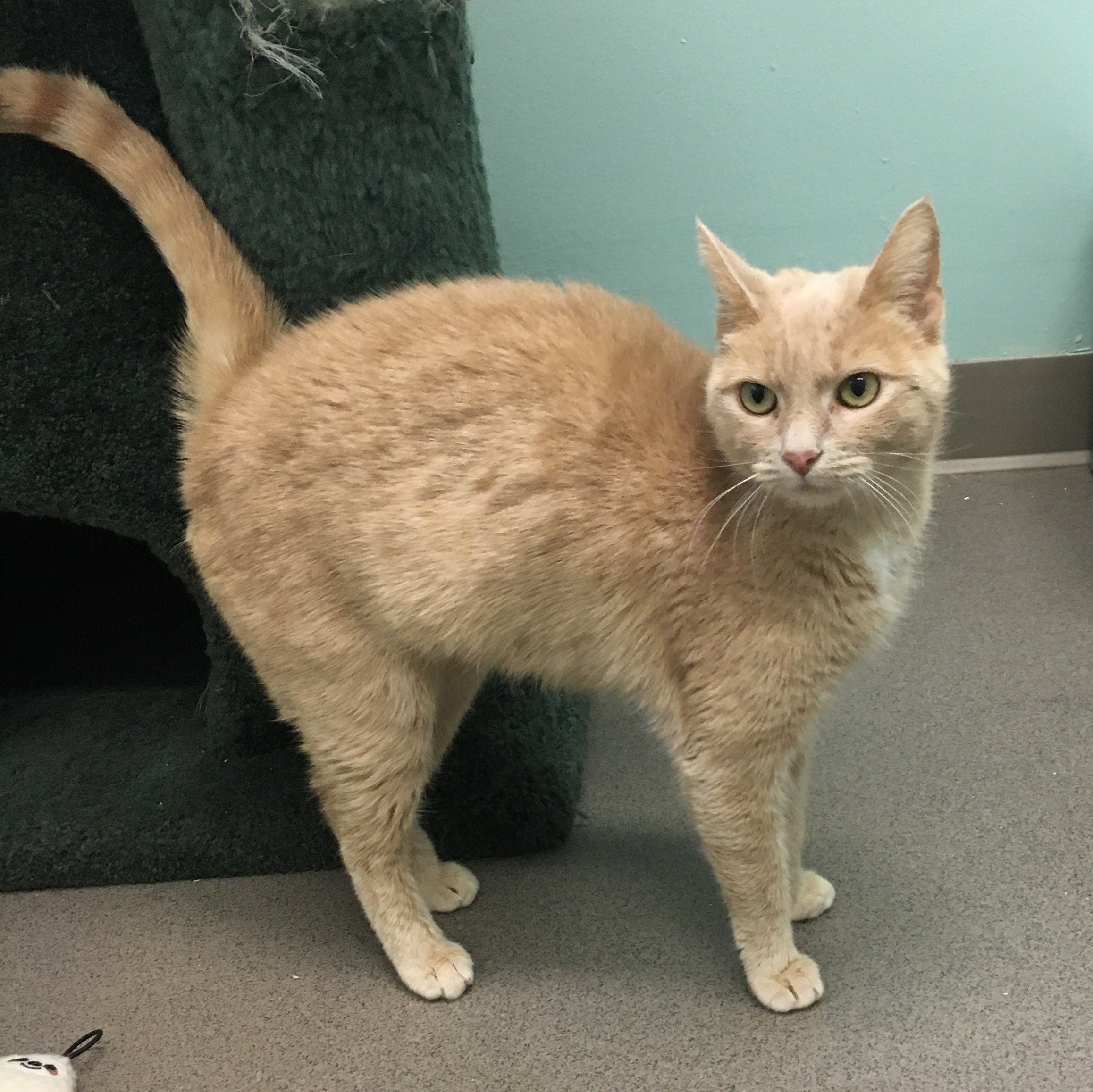 Moma - Homeward Bound: Addison County’s Humane Society