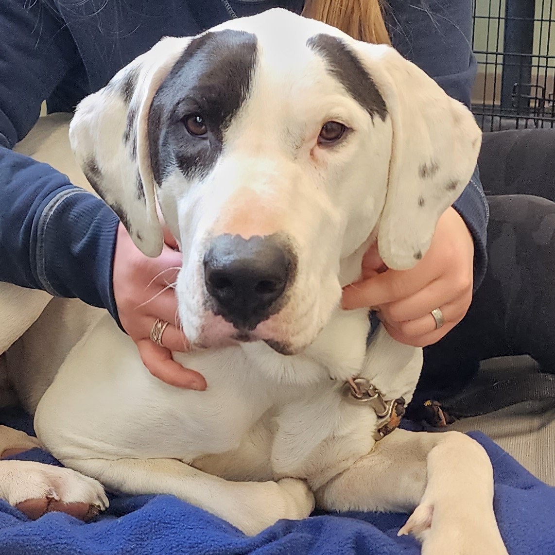 Duke - Homeward Bound: Addison County’s Humane Society