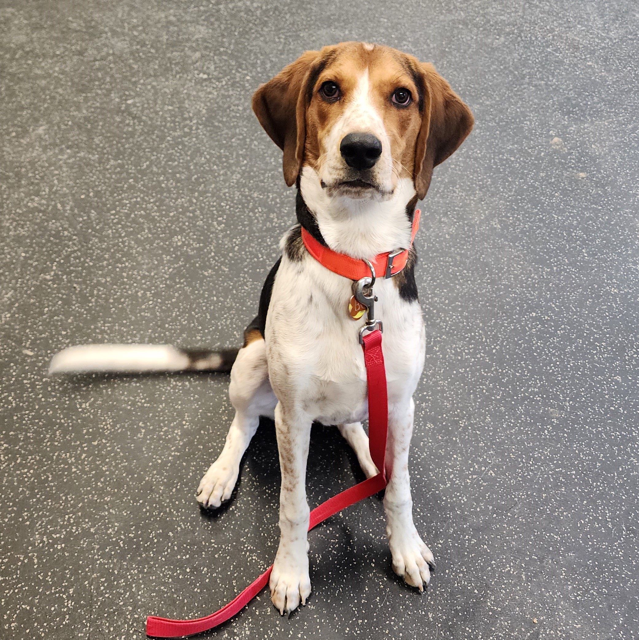 Bo - Homeward Bound: Addison County’s Humane Society