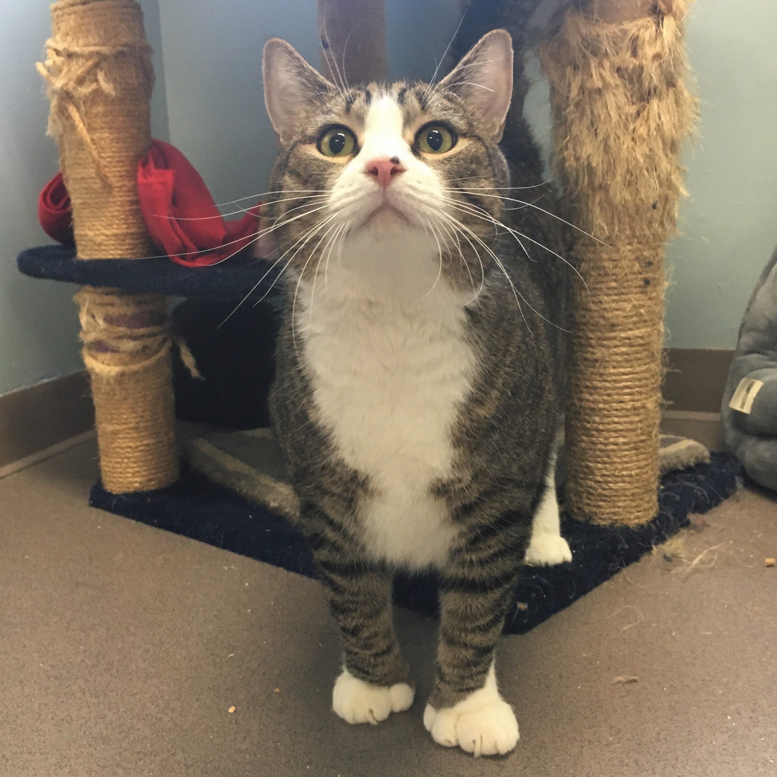 Zigman - Homeward Bound: Addison County’s Humane Society