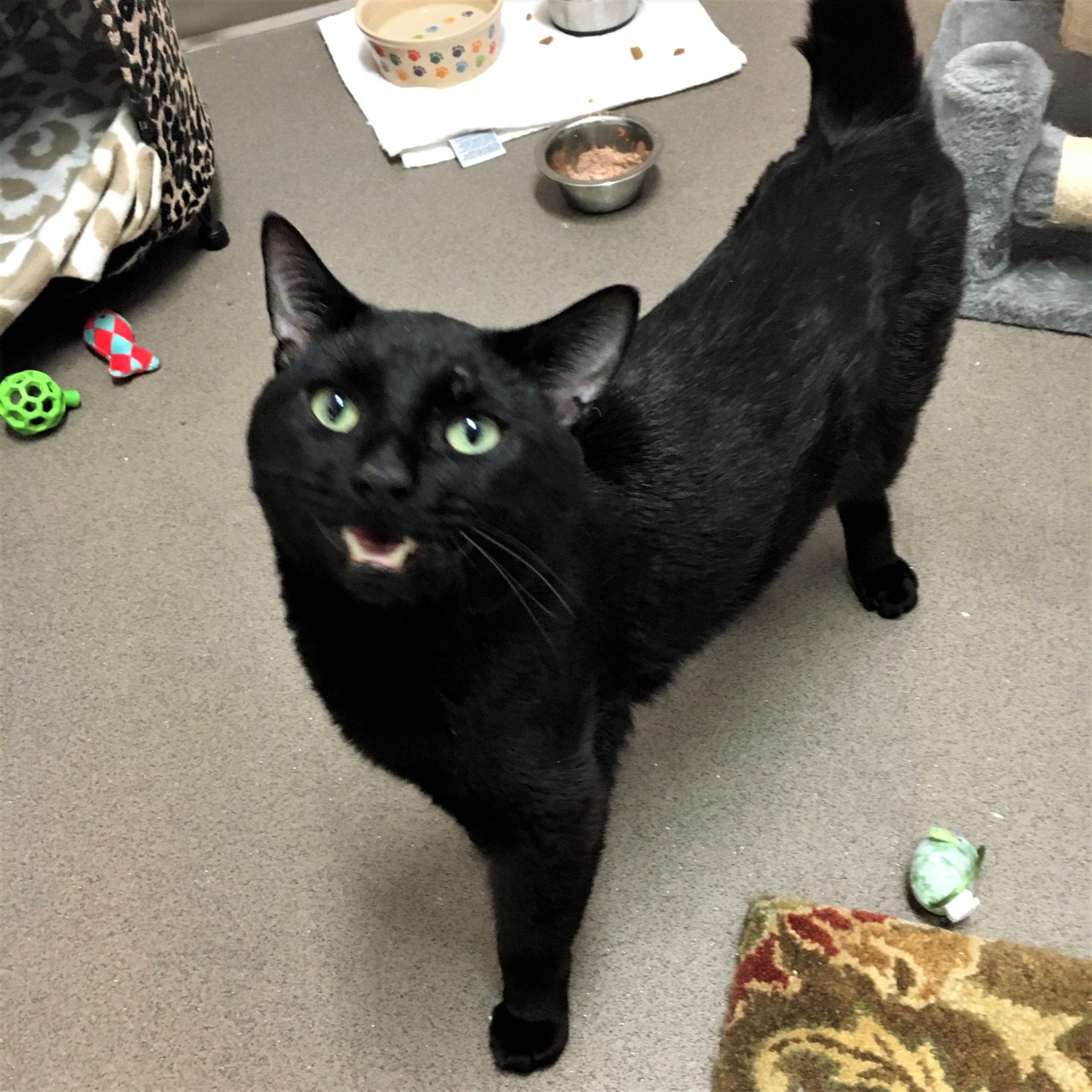 Binky - Homeward Bound: Addison County’s Humane Society