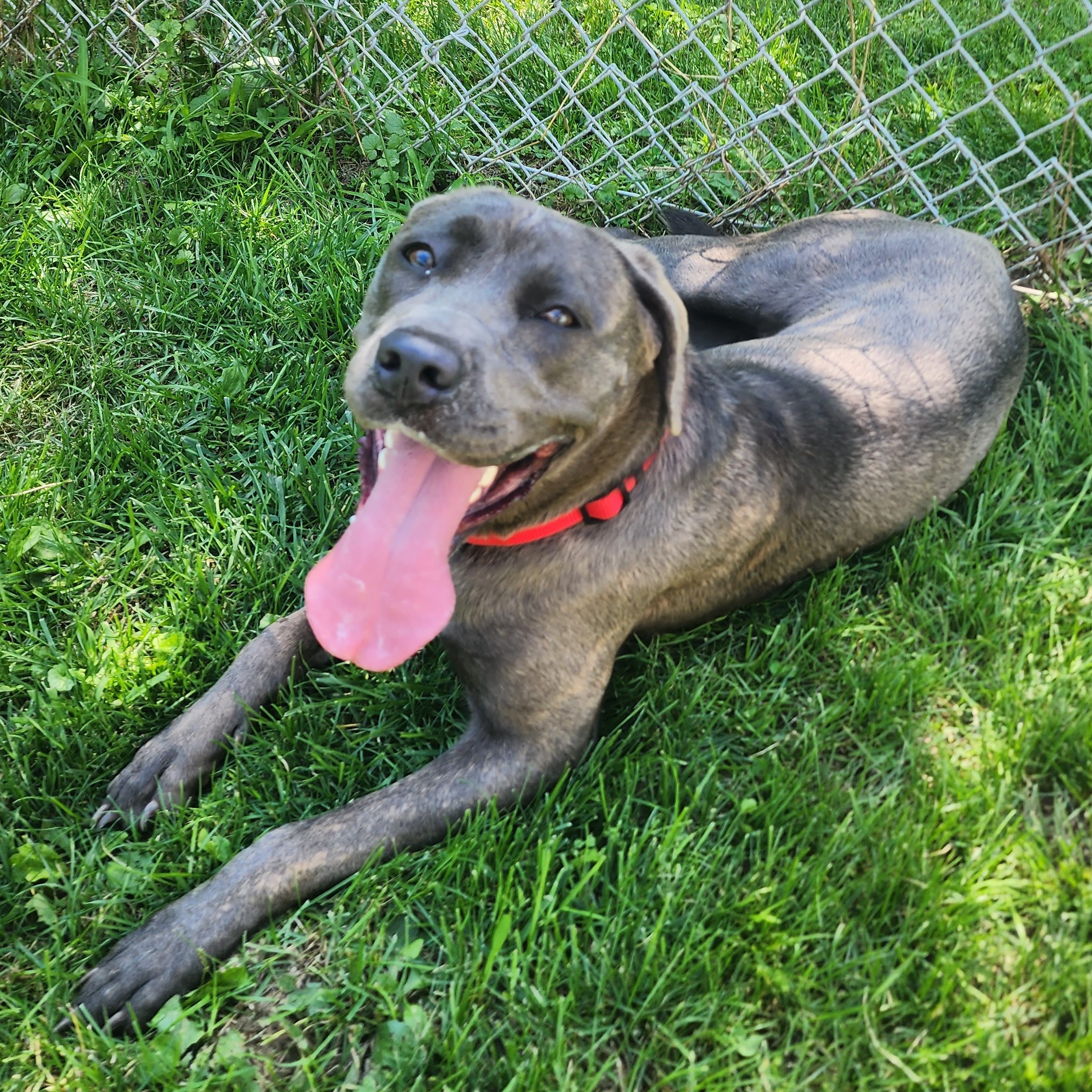 Iana - Homeward Bound: Addison County’s Humane Society