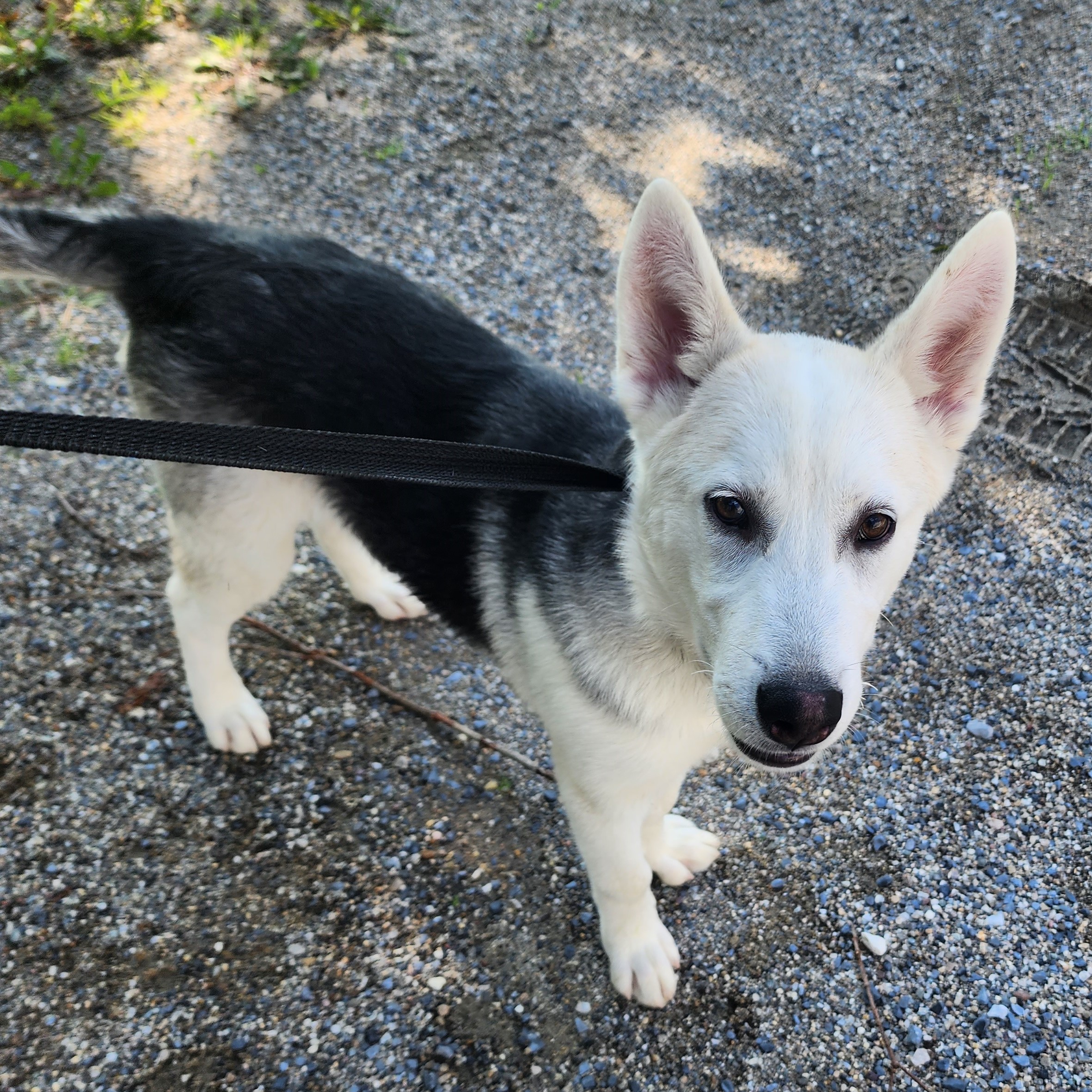 Luke - Homeward Bound: Addison County’s Humane Society
