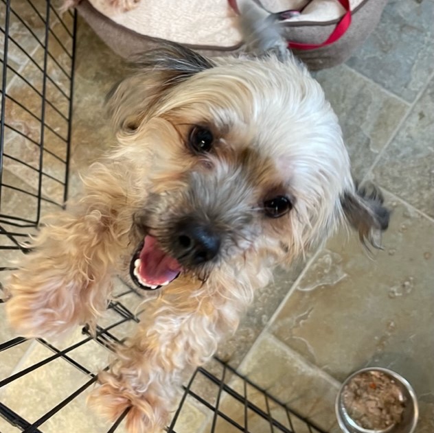 Willow Mae - Homeward Bound: Addison County’s Humane Society