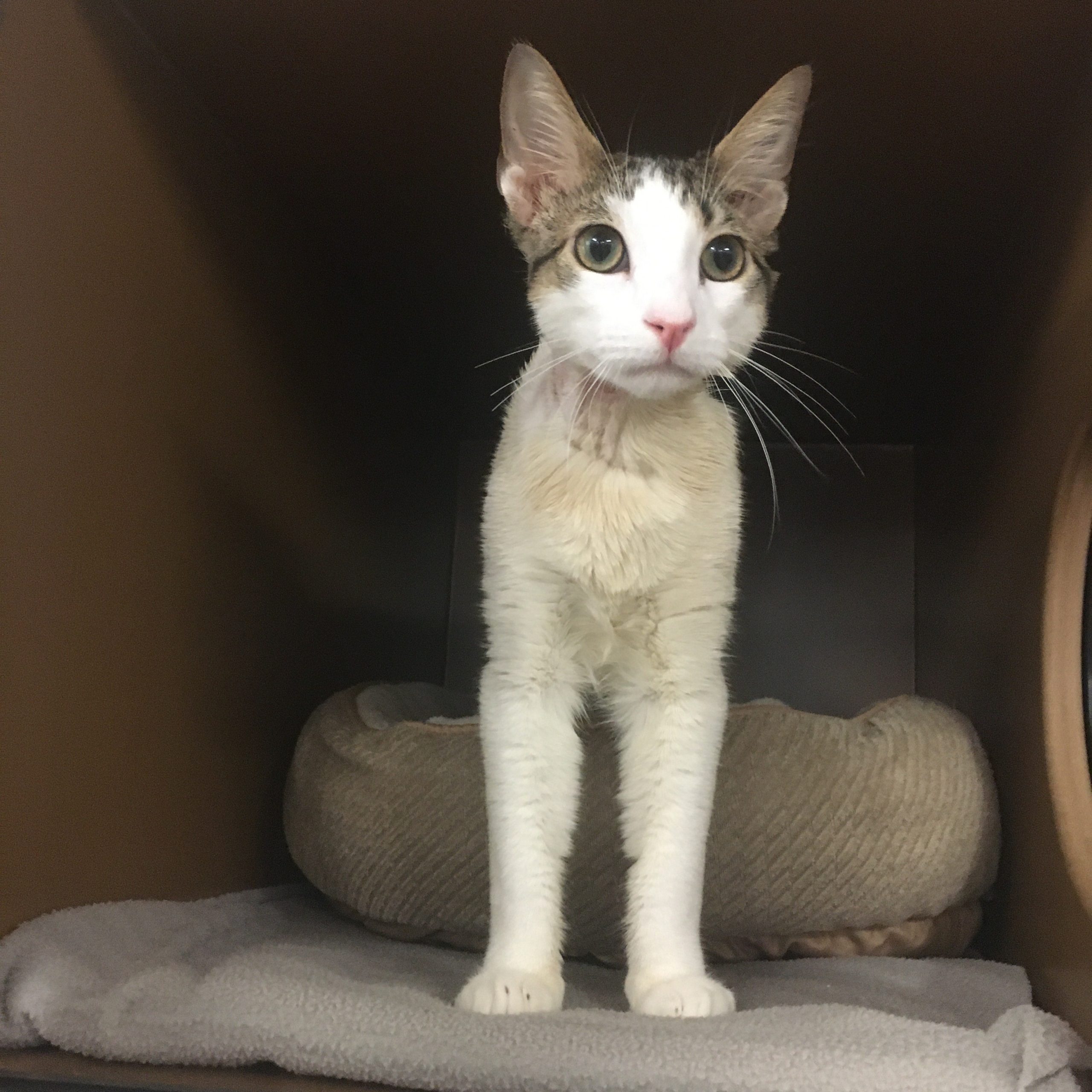 Monty Python - Homeward Bound: Addison County’s Humane Society