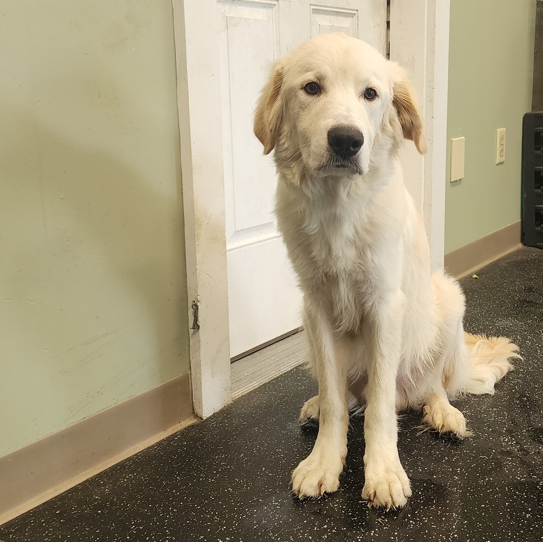 Oden - Homeward Bound: Addison County’s Humane Society