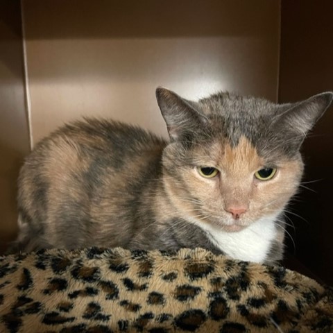 Lily Bug - Homeward Bound: Addison County’s Humane Society