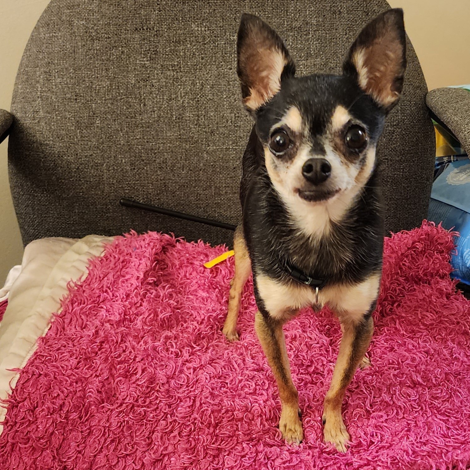 Maggie - Homeward Bound: Addison County’s Humane Society