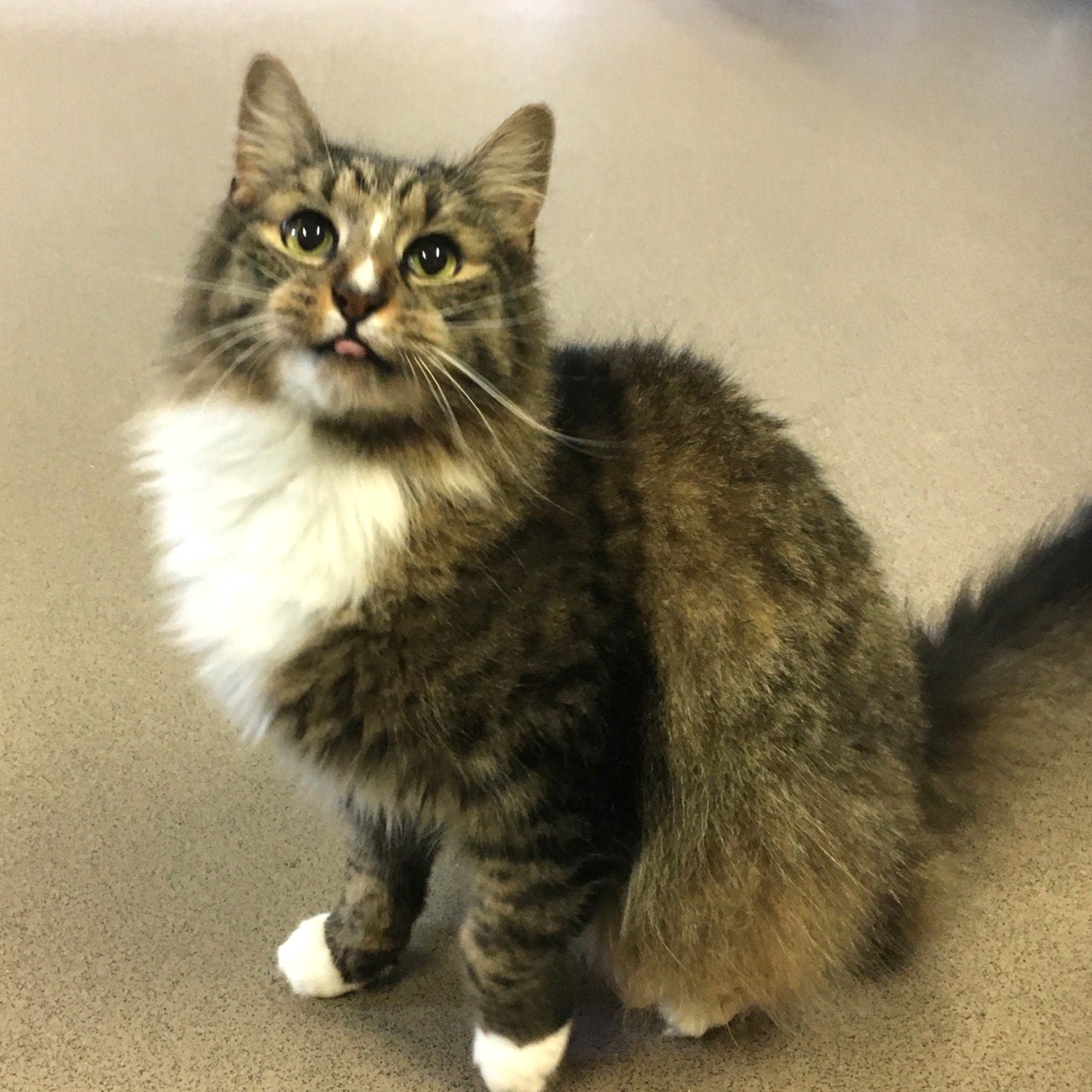 Riley - Homeward Bound: Addison County’s Humane Society