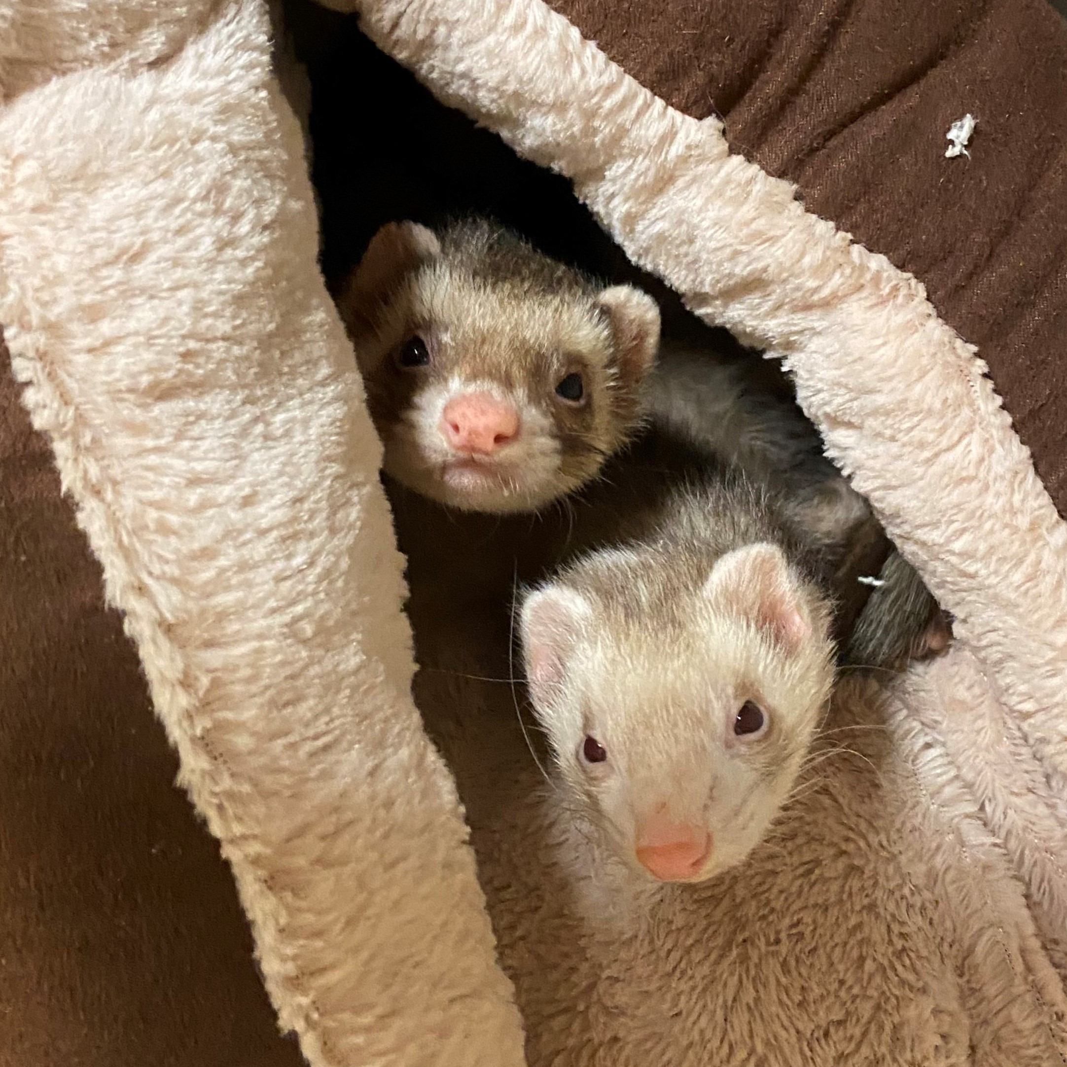 Calvin, Ivy & Poppy - Homeward Bound: Addison County’s Humane Society