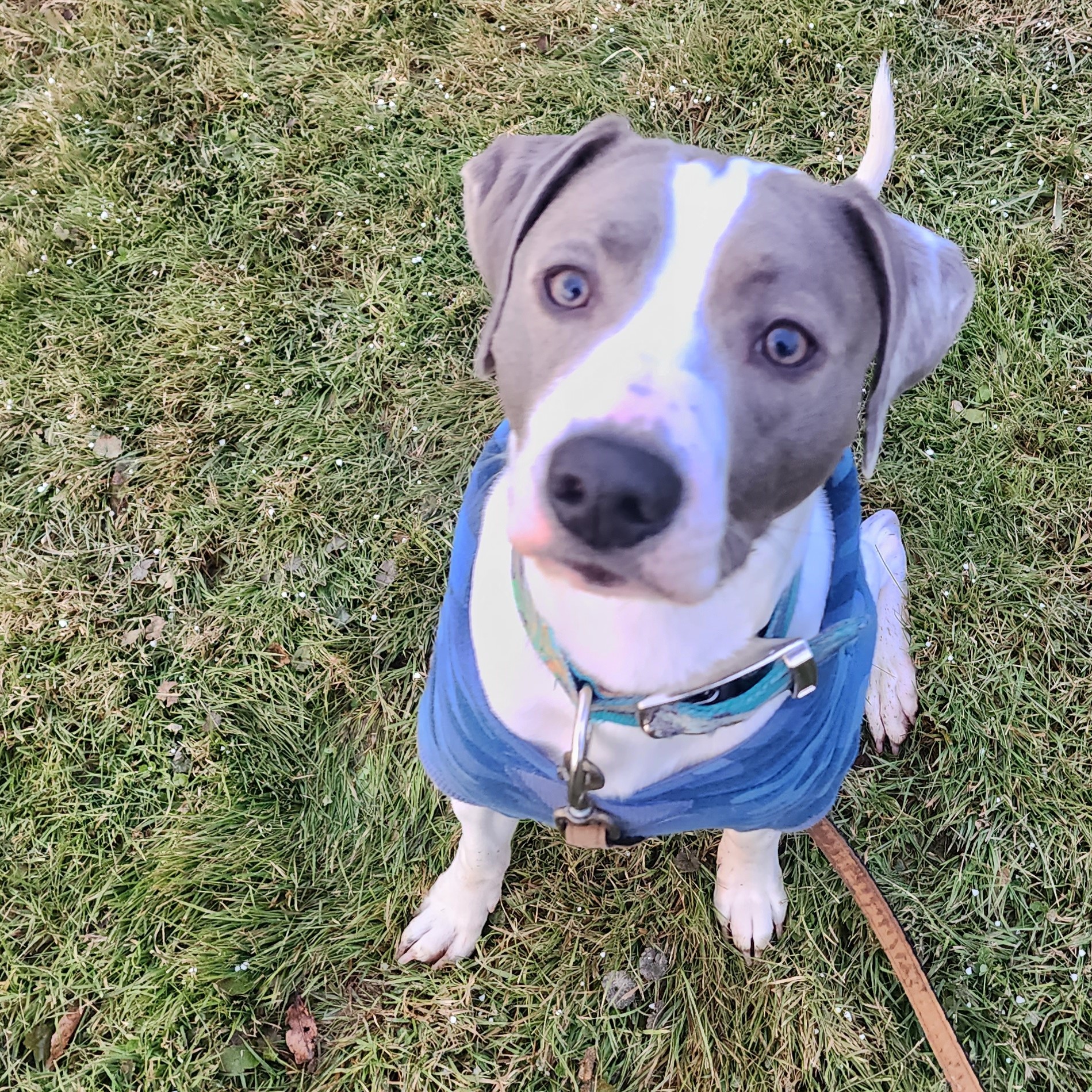 Finley - Homeward Bound: Addison County’s Humane Society