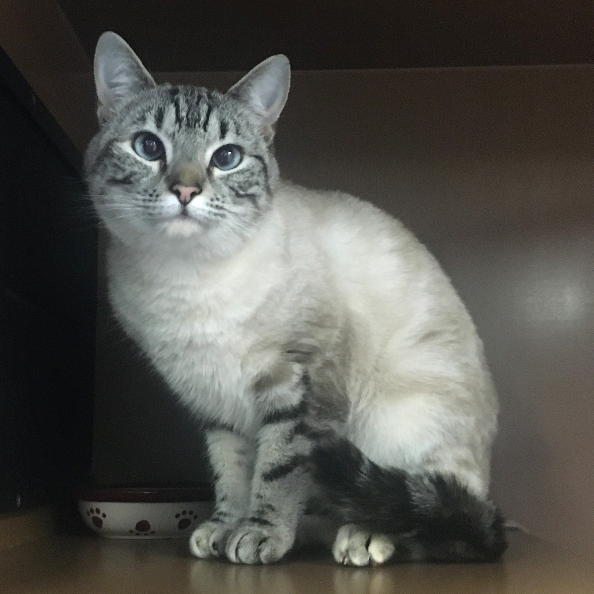Octavia - Homeward Bound: Addison County’s Humane Society