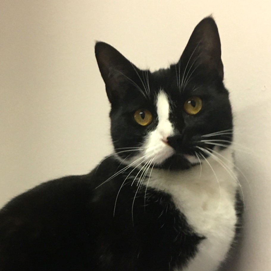 Lima - Homeward Bound: Addison County’s Humane Society