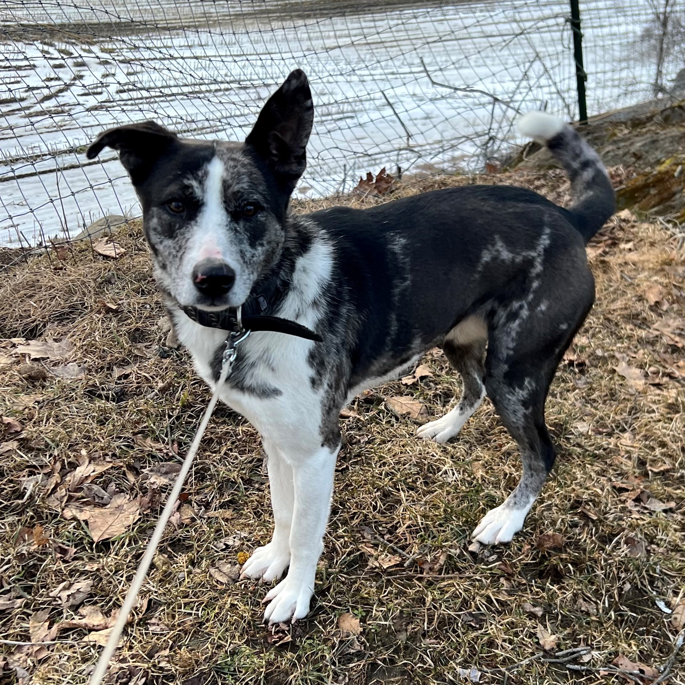Maggie - Homeward Bound: Addison County’s Humane Society
