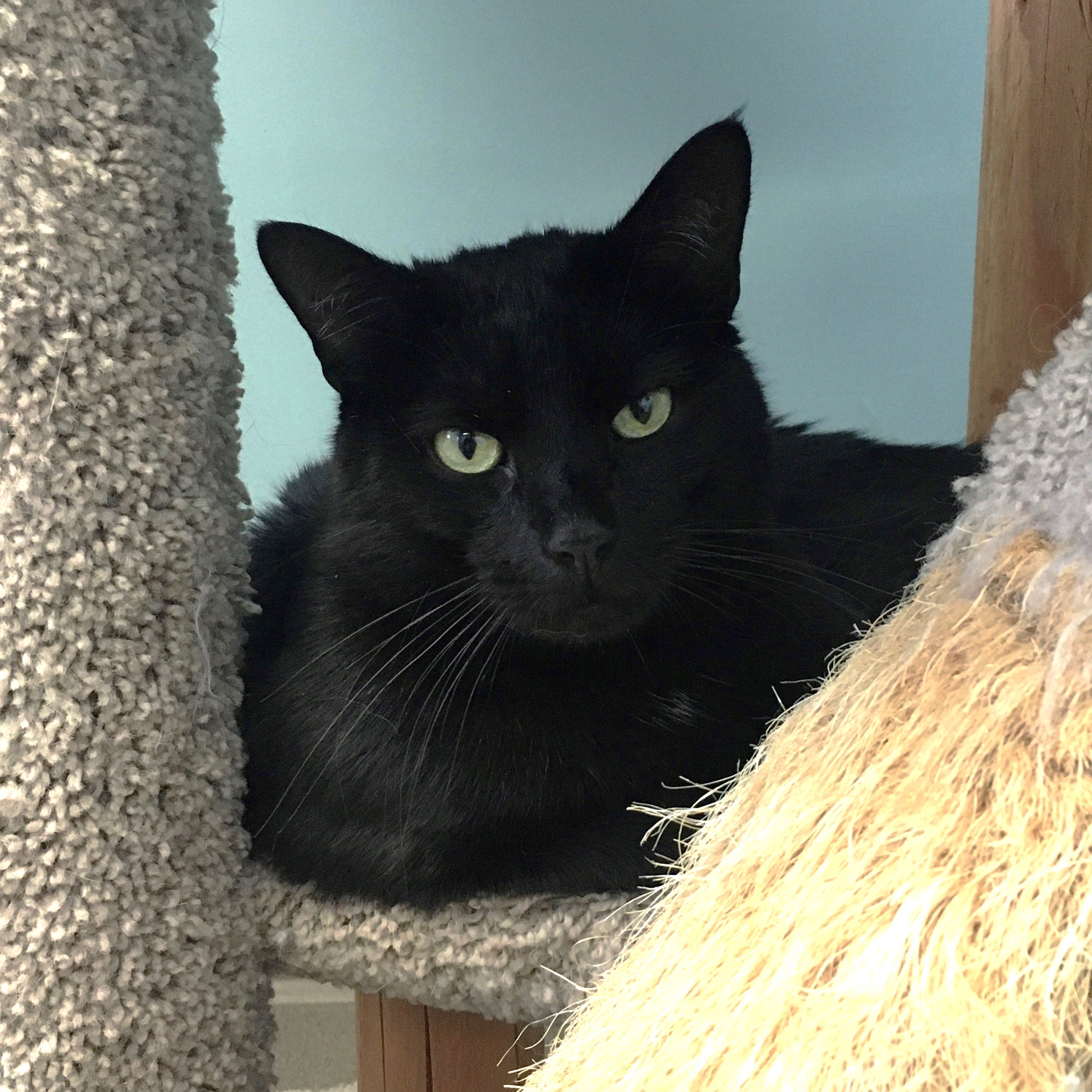 Monkey - Homeward Bound: Addison County’s Humane Society
