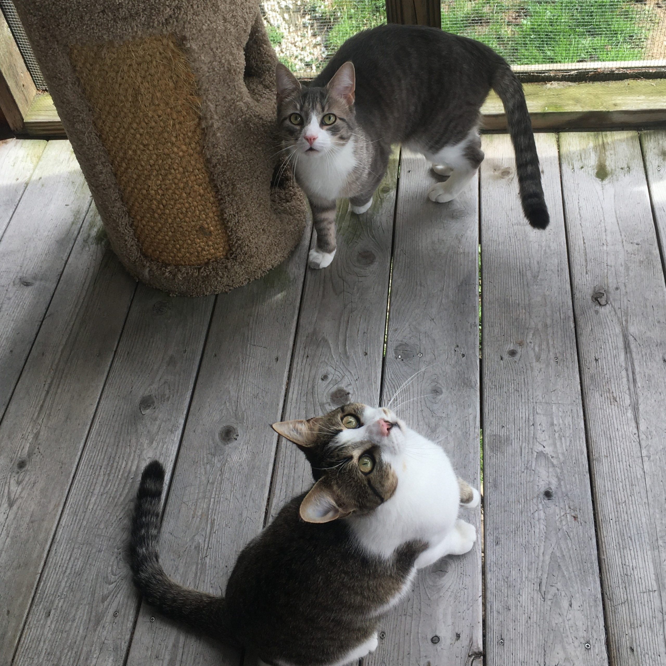 Bob and Bruno - Homeward Bound: Addison County’s Humane Society