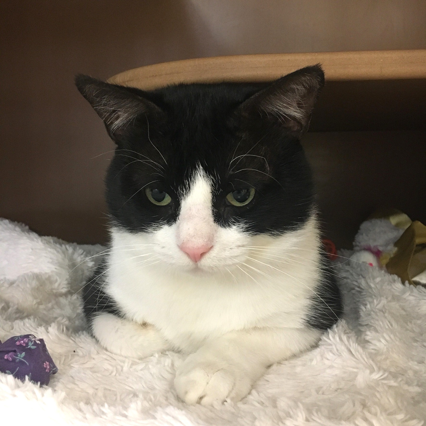 Whiskey - Homeward Bound: Addison County’s Humane Society