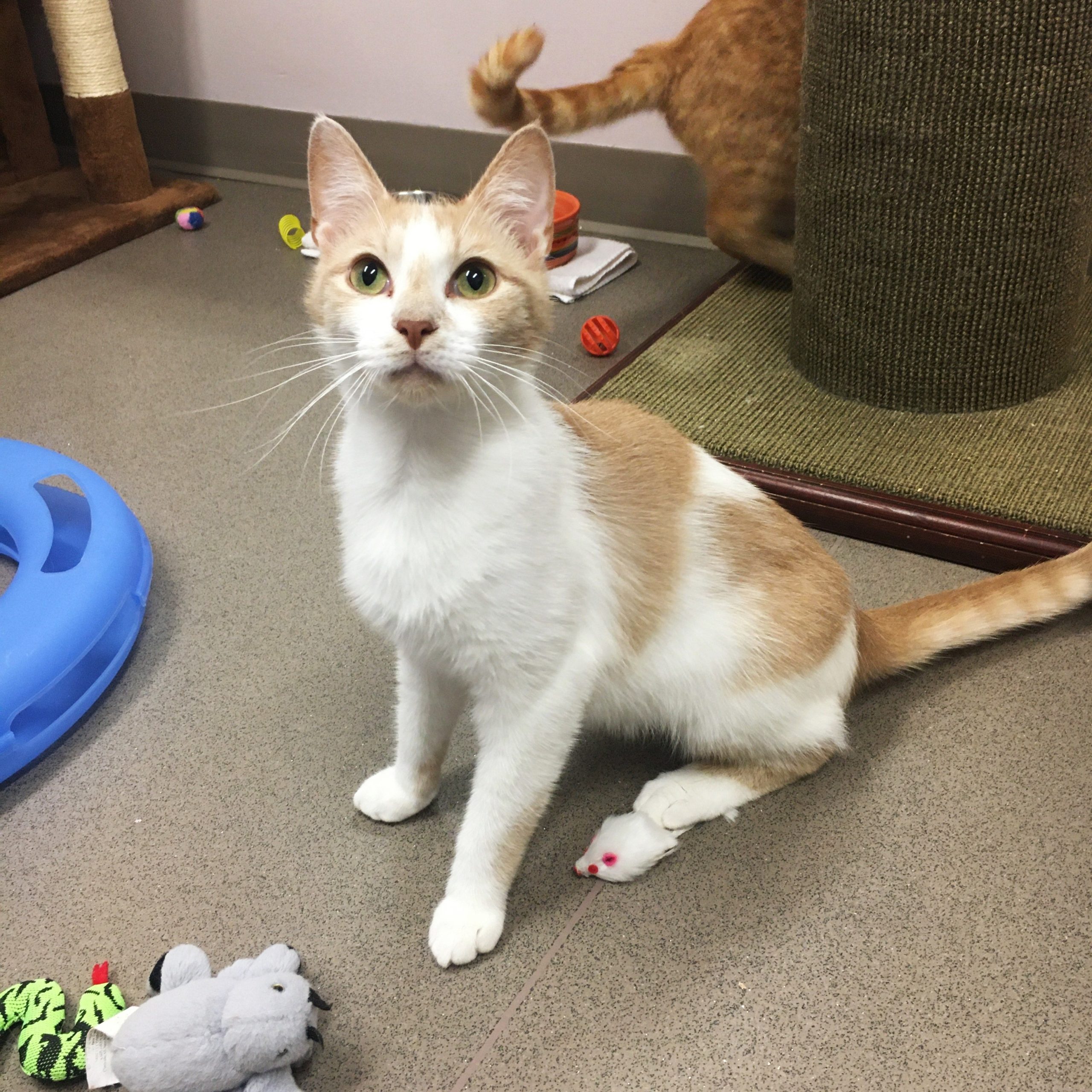 Perry - Homeward Bound: Addison County’s Humane Society