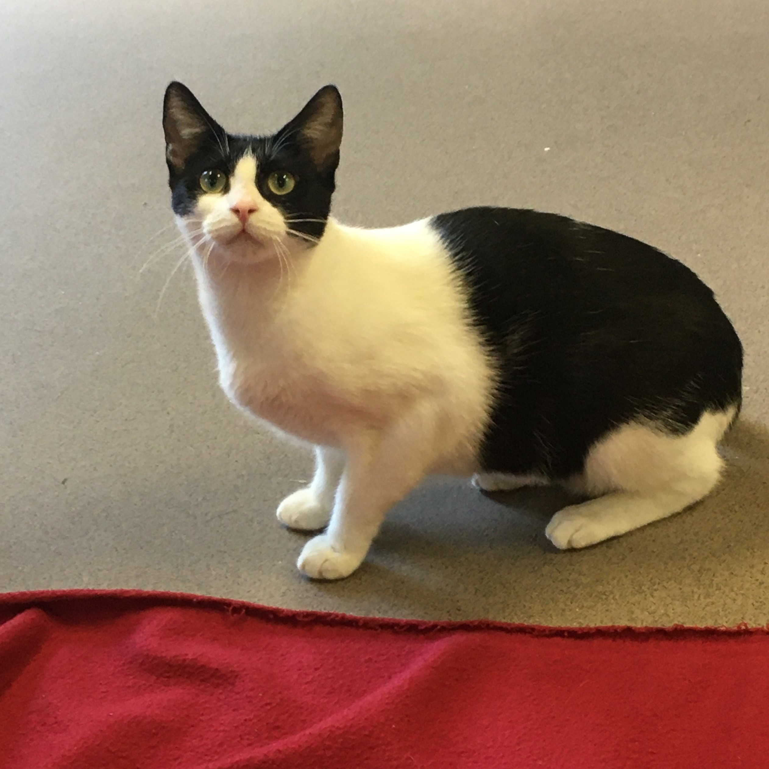 Petal - Homeward Bound: Addison County’s Humane Society