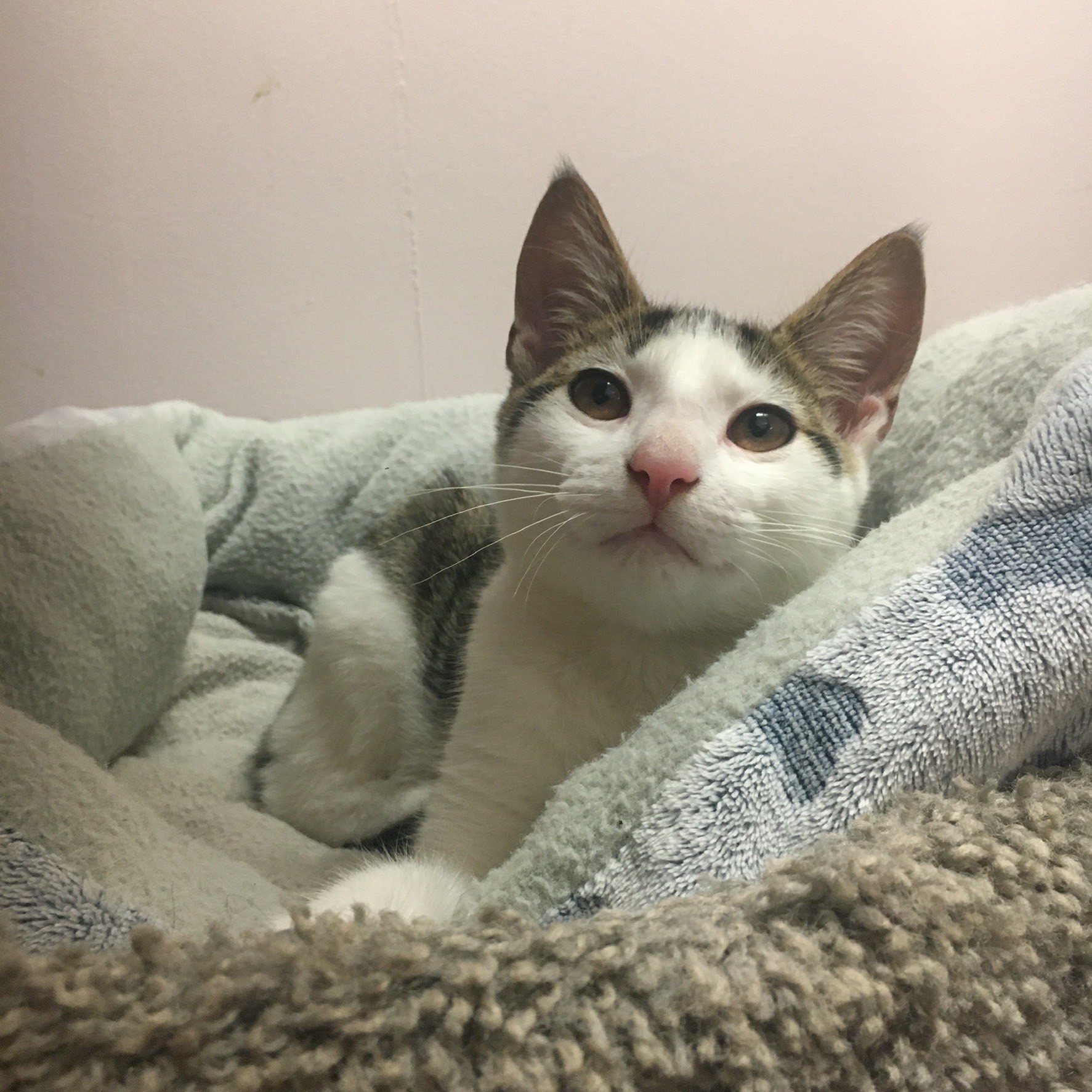 Bounty - Homeward Bound: Addison County’s Humane Society