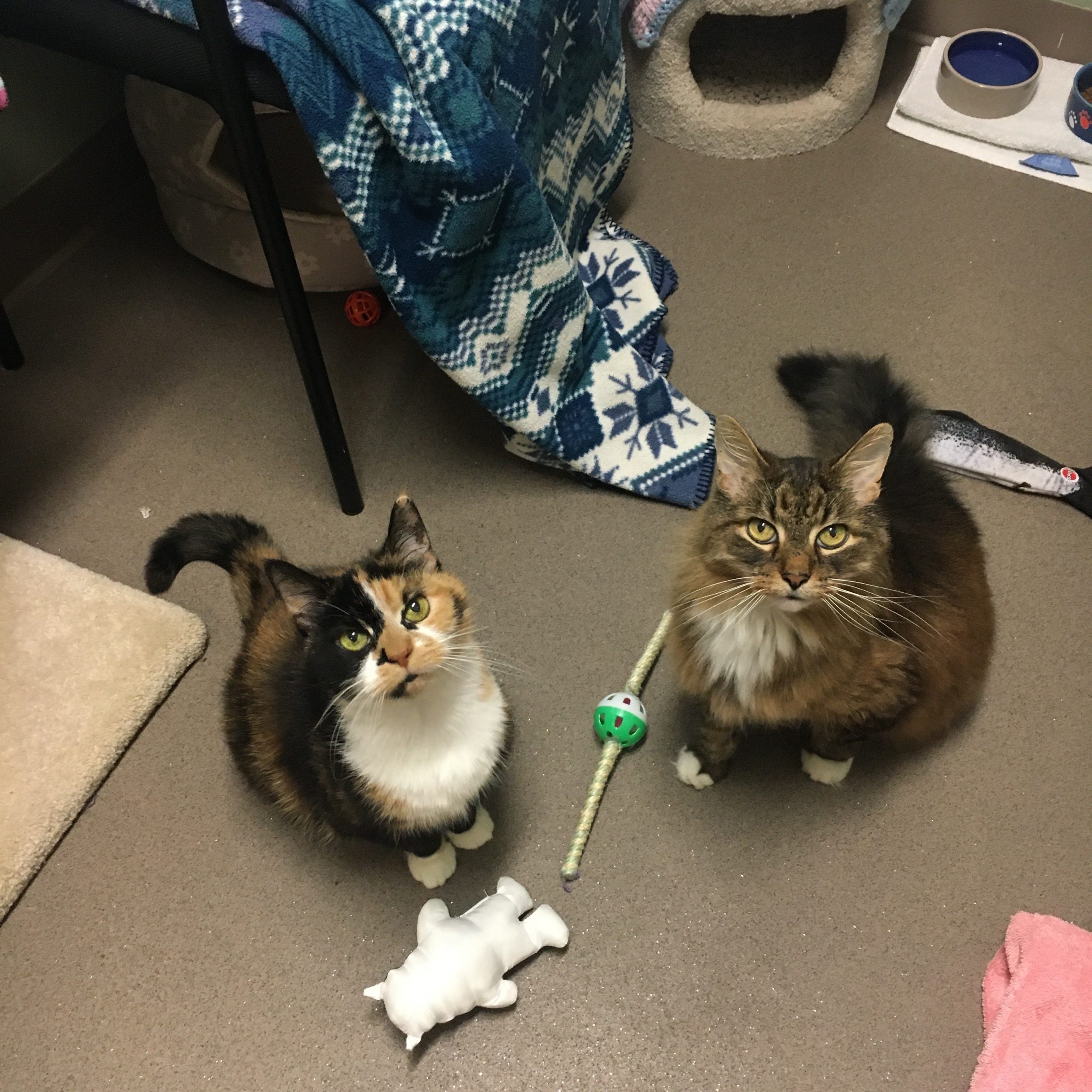 Duncan and Tabitha - Homeward Bound: Addison County’s Humane Society